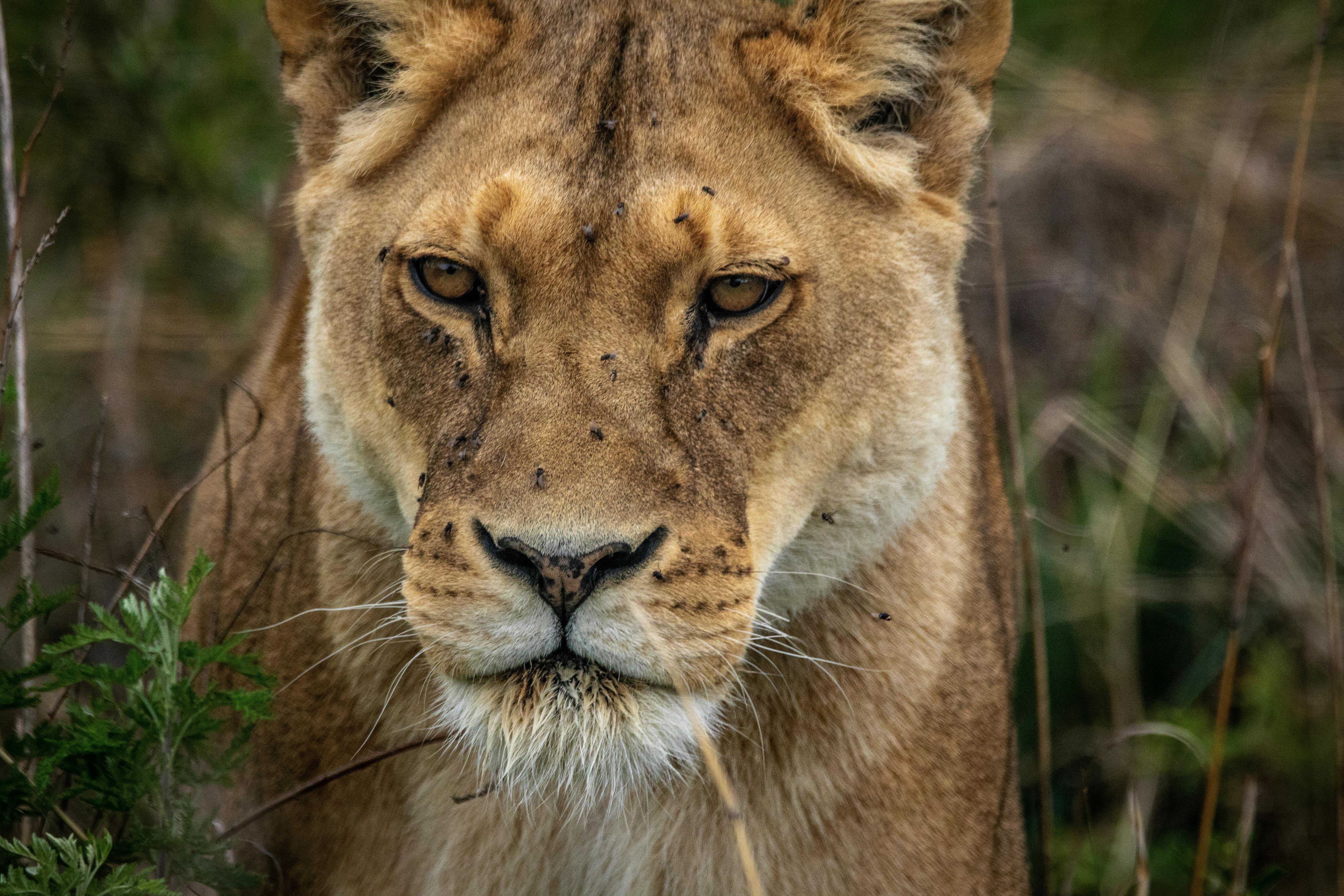 Close-Up Shot of a Lioness Looking at Camera on a Grassy Field · Free ...