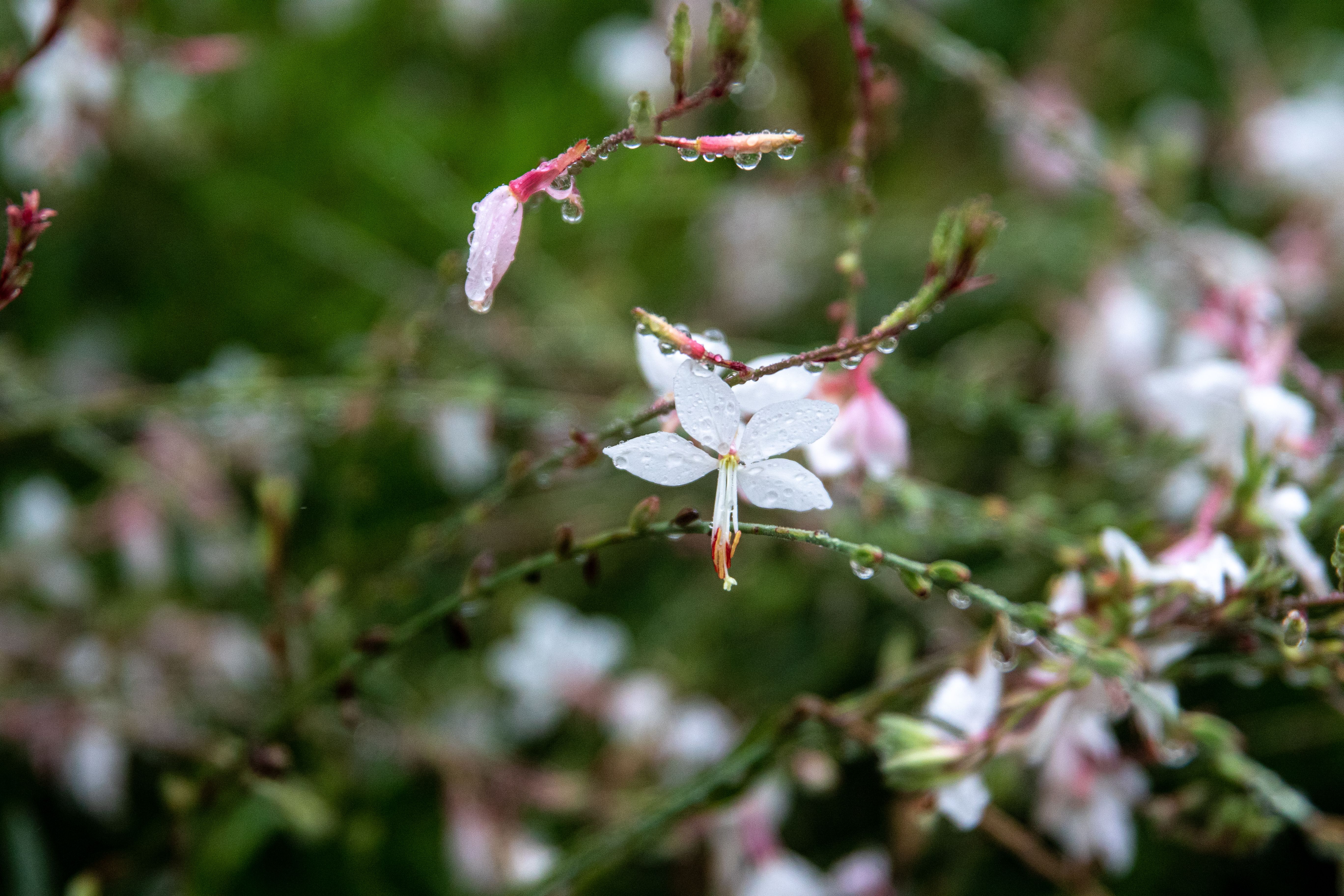 White Flowers in Close Up Shot · Free Stock Photo