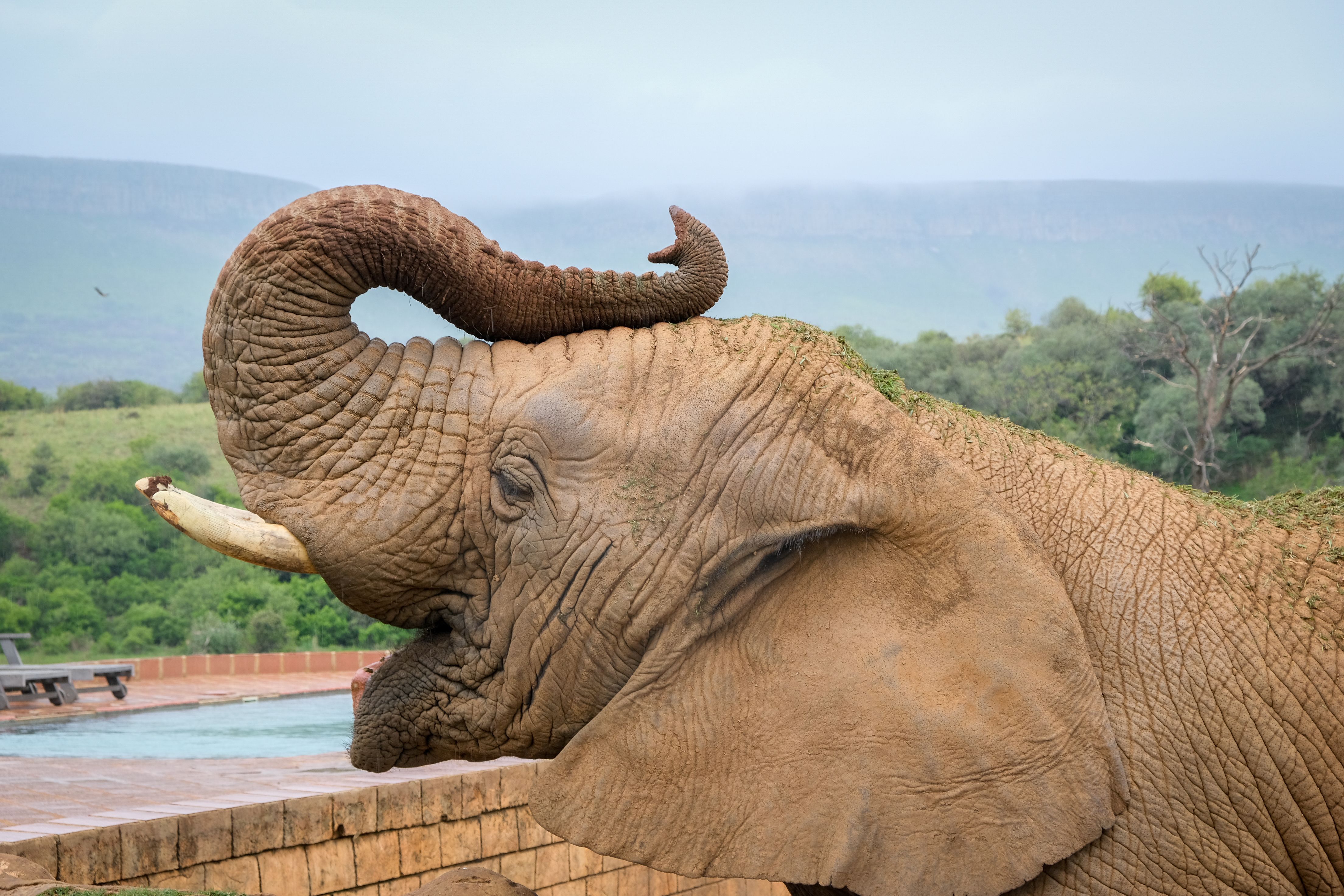 Close Up Shot of an Elephant · Free Stock Photo