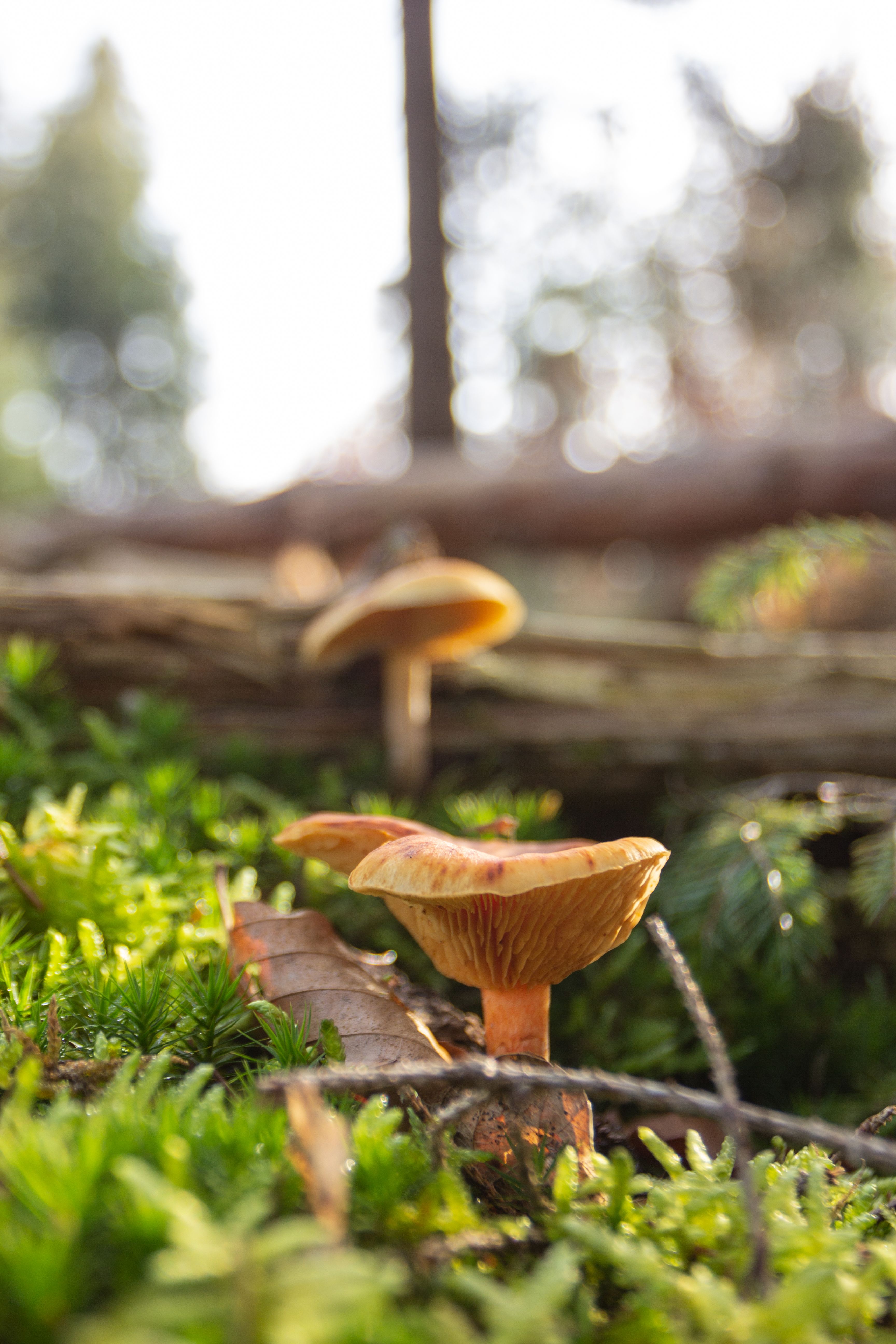 Vraies Girolles Photos, Download The BEST Free Vraies Girolles Stock ...