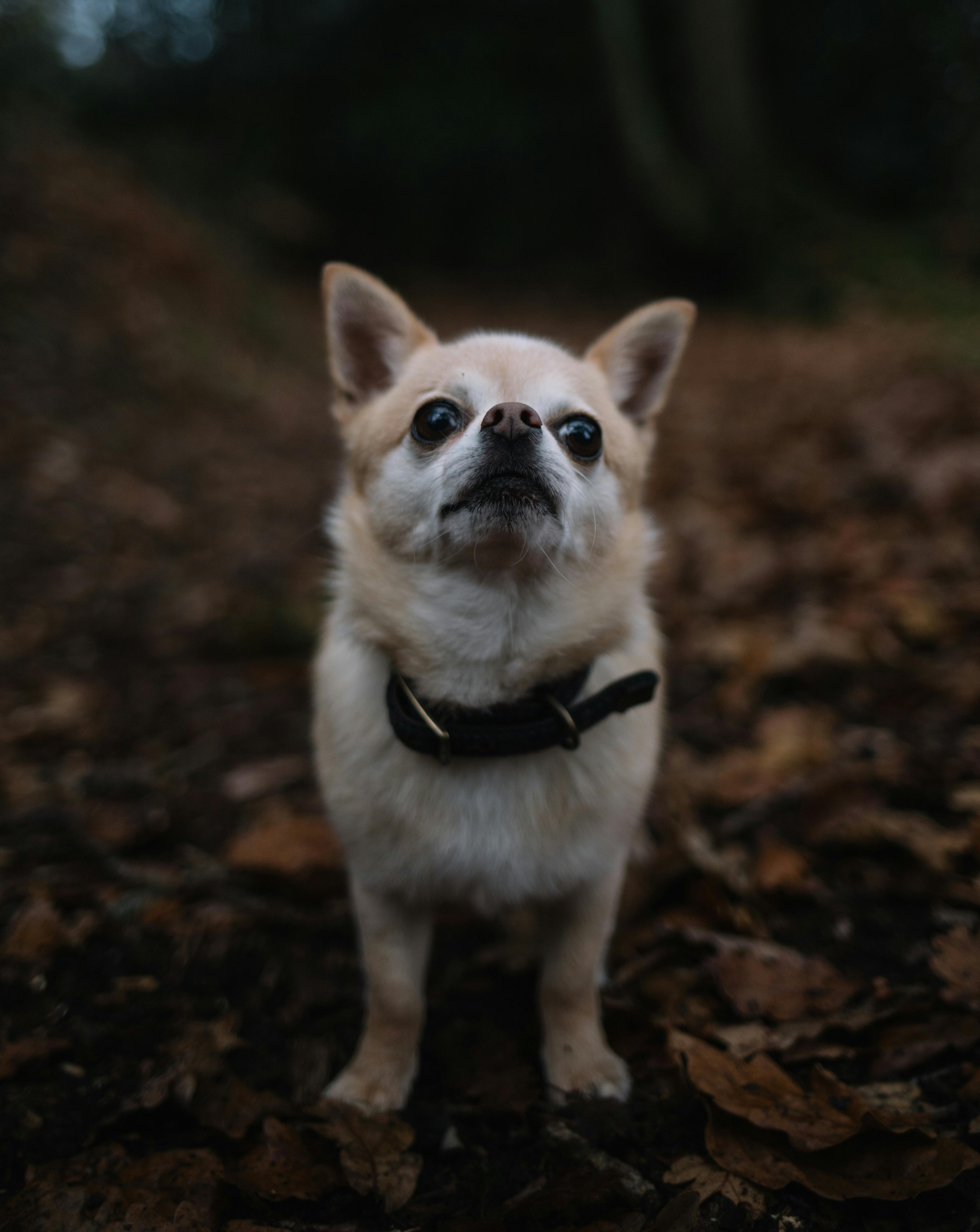 Faithful Animals Photos, Download The BEST Free Faithful Animals Stock ...