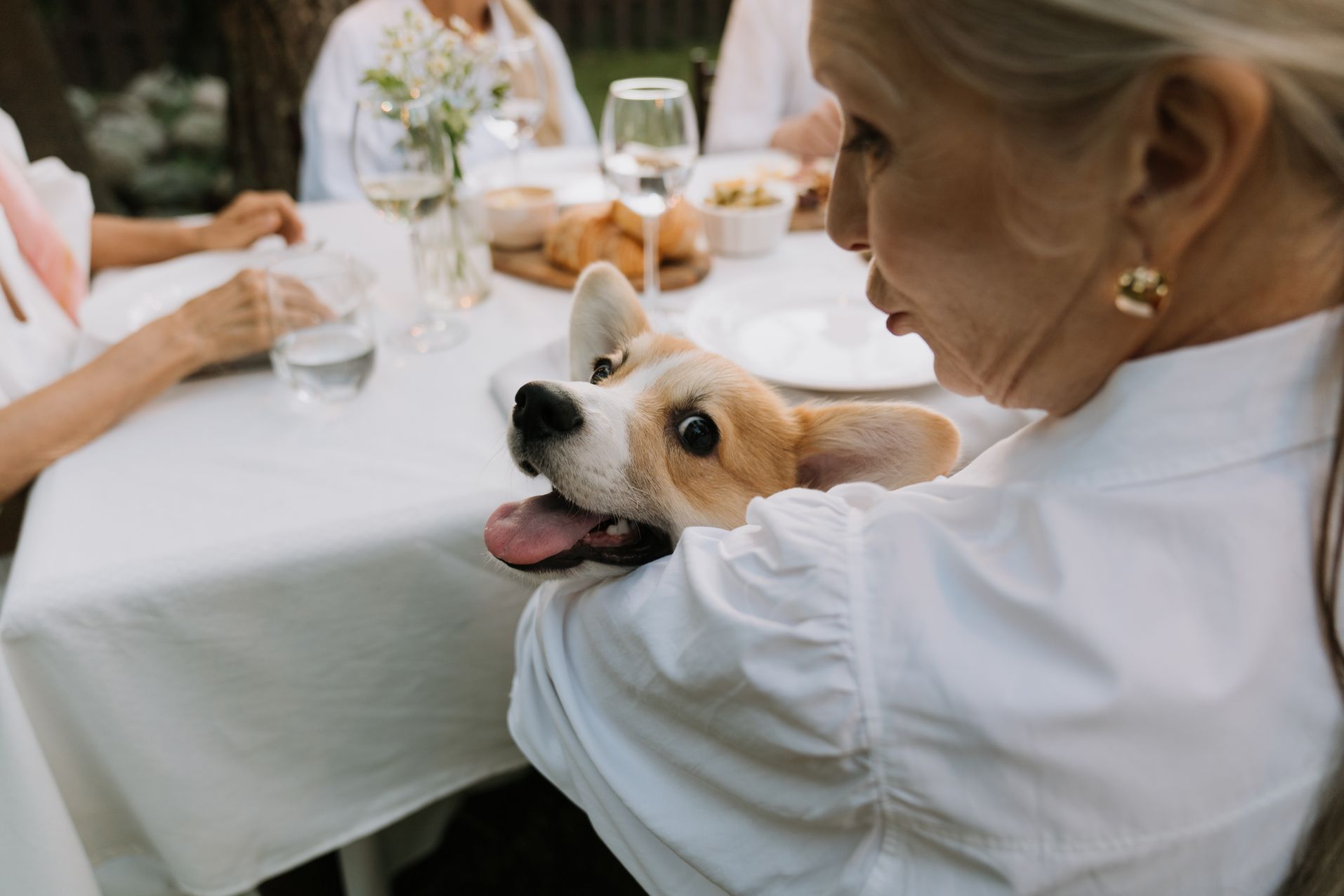 All About Corgis: Breed Facts, History, and Care Tips