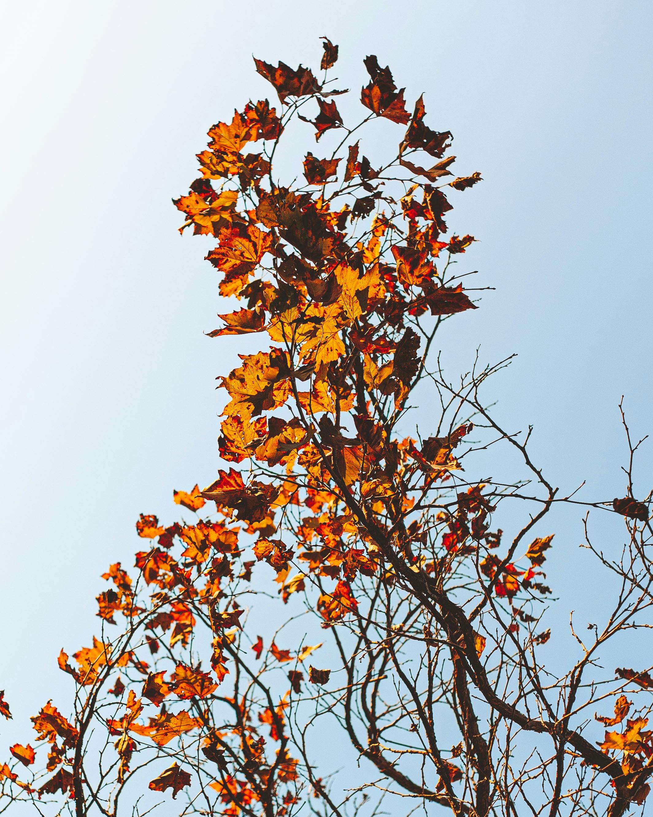 Photo of Tree Branches with Autumn Leaves · Free Stock Photo