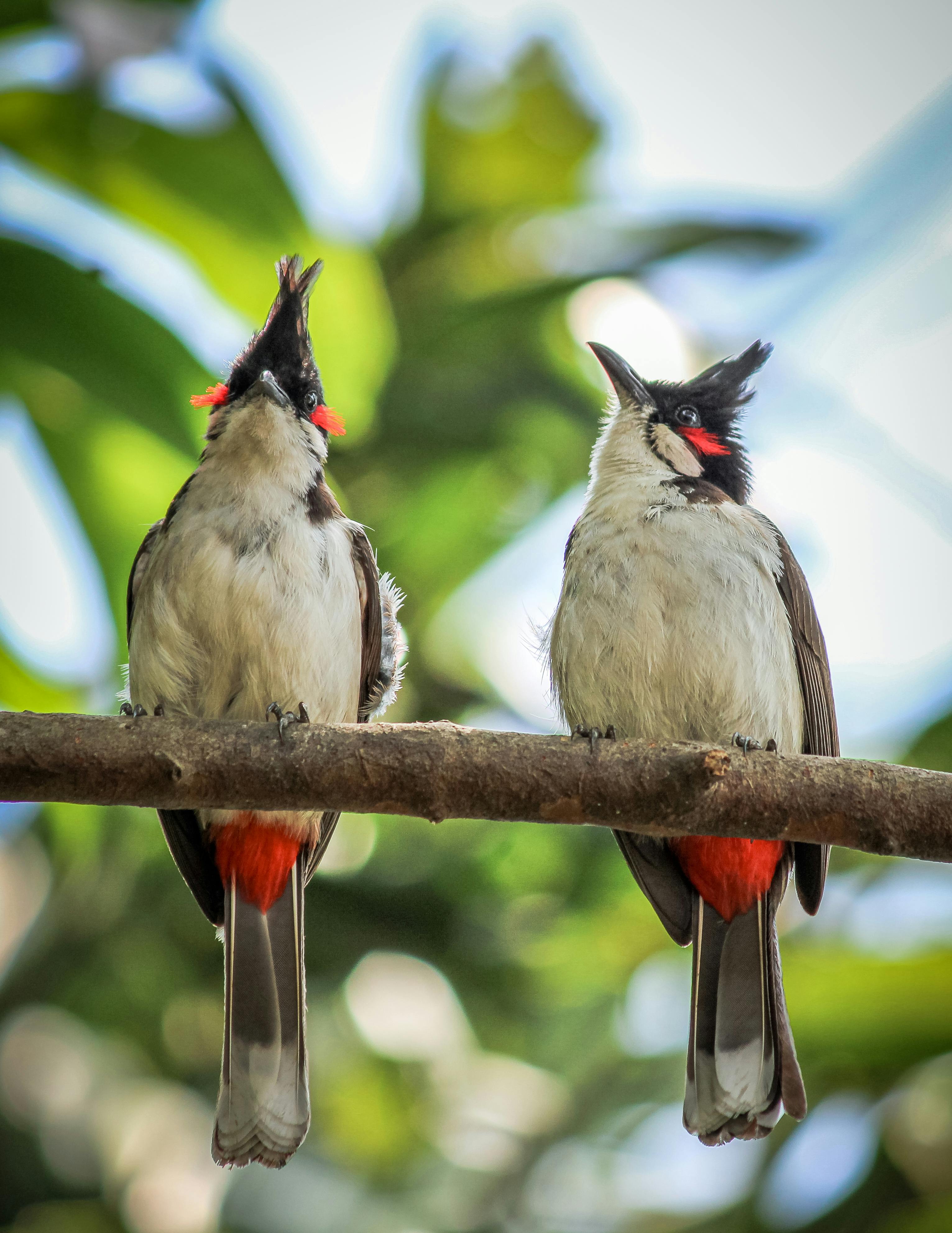 Black and Brown Bird on Tree Branch · Free Stock Photo