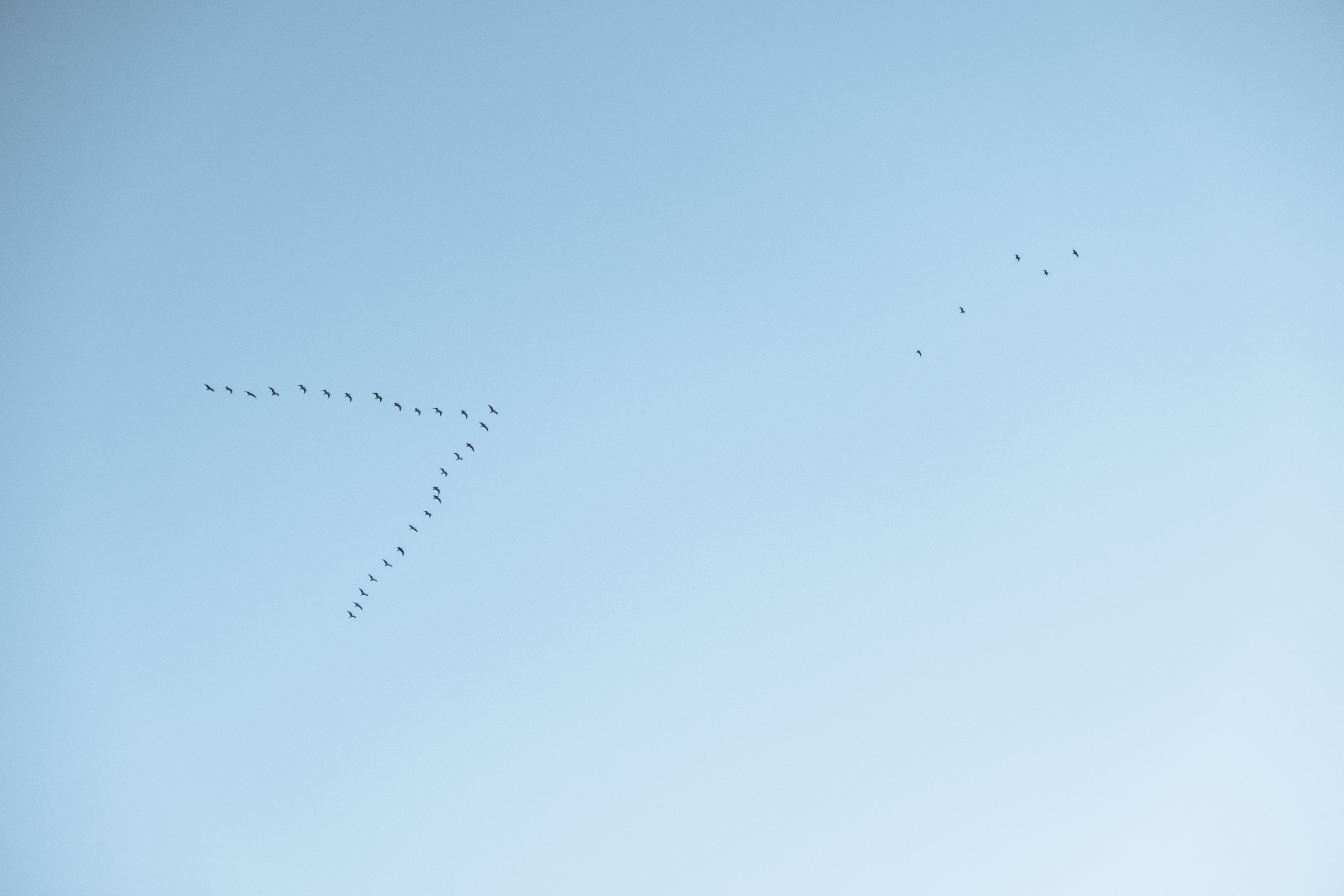 Flock of Birds Flying Over Green Tree · Free Stock Photo