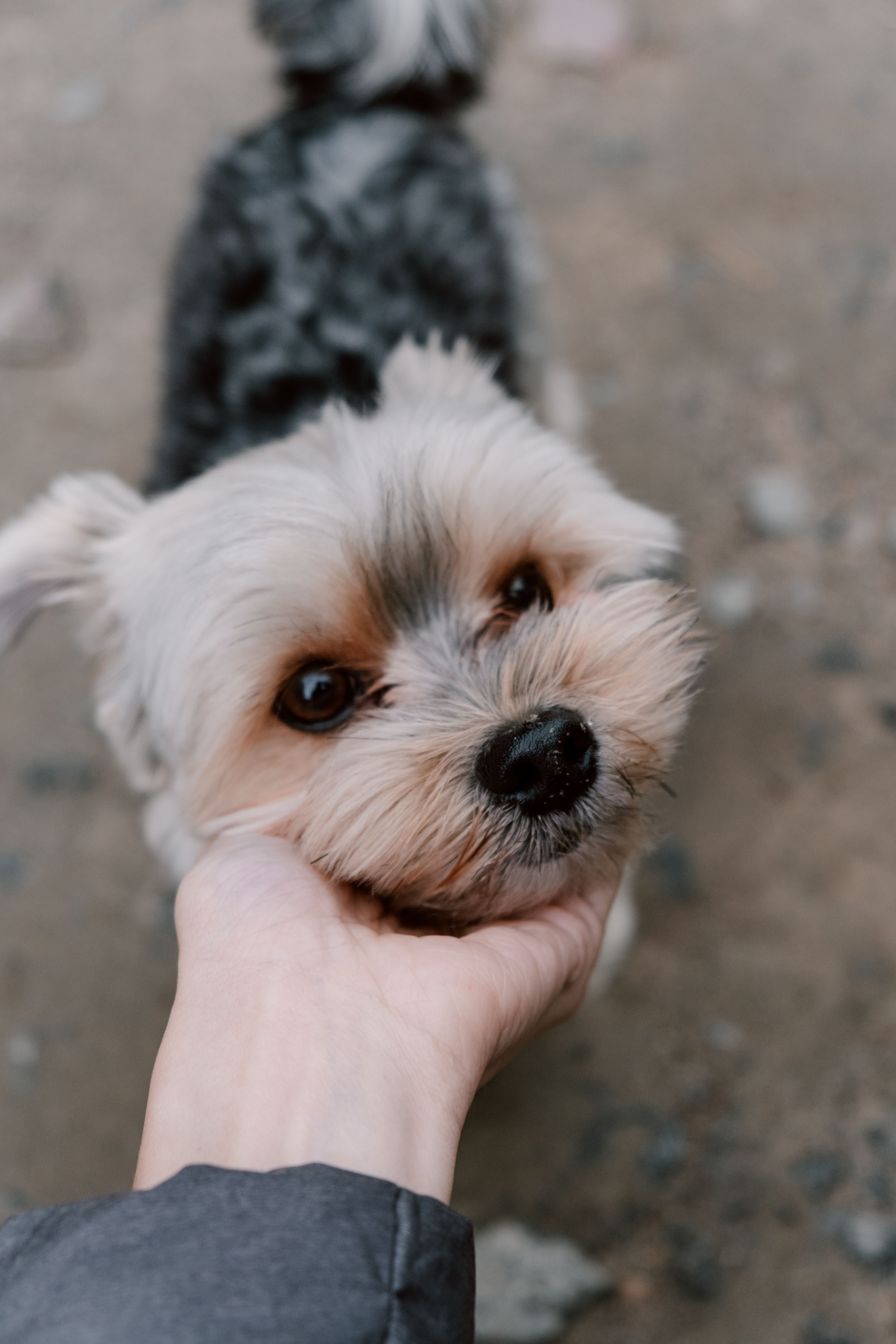 Yorkie Photos, Download The BEST Free Yorkie Stock Photos & HD Images