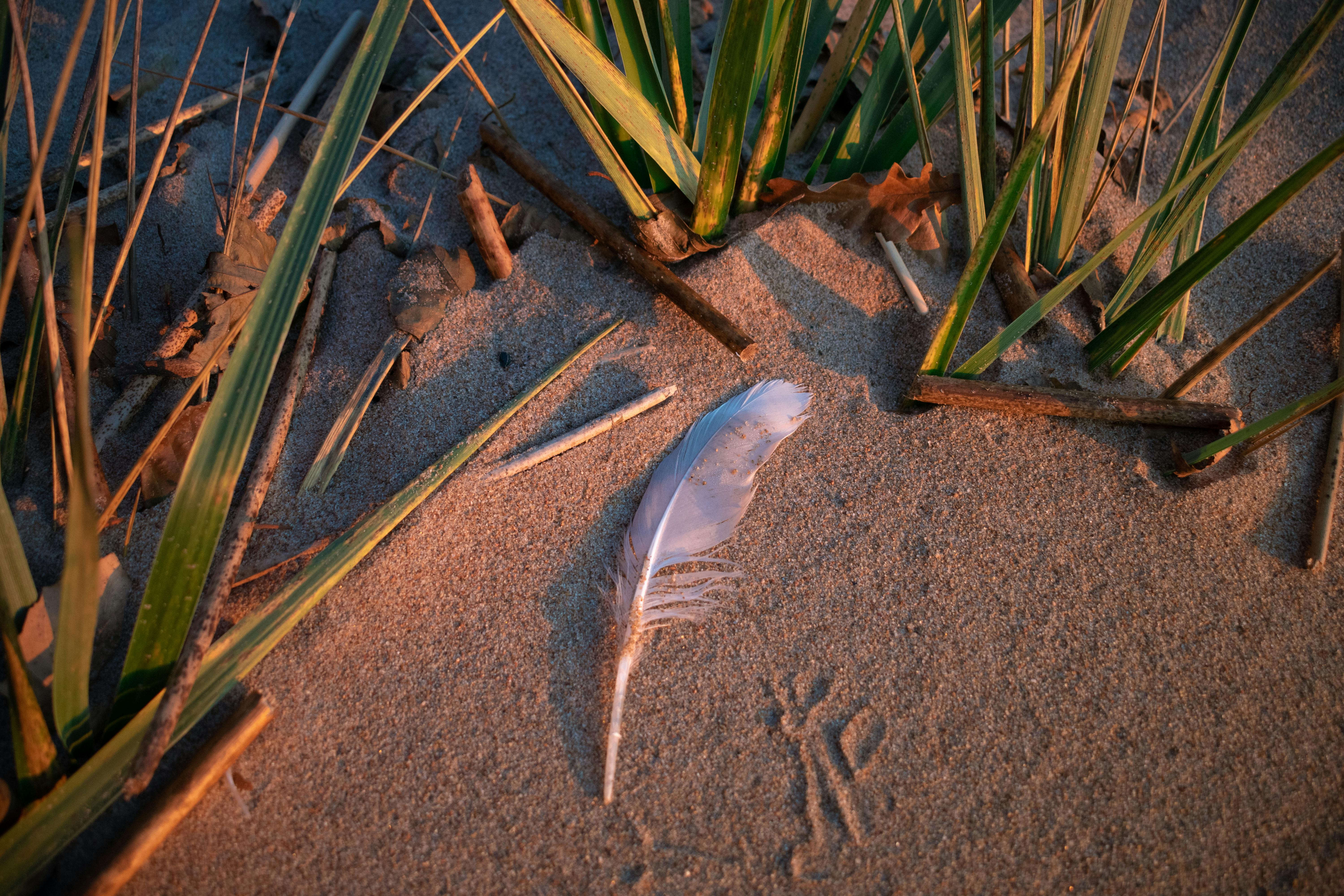 Black Feather Surrounded by Dried Leaves · Free Stock Photo