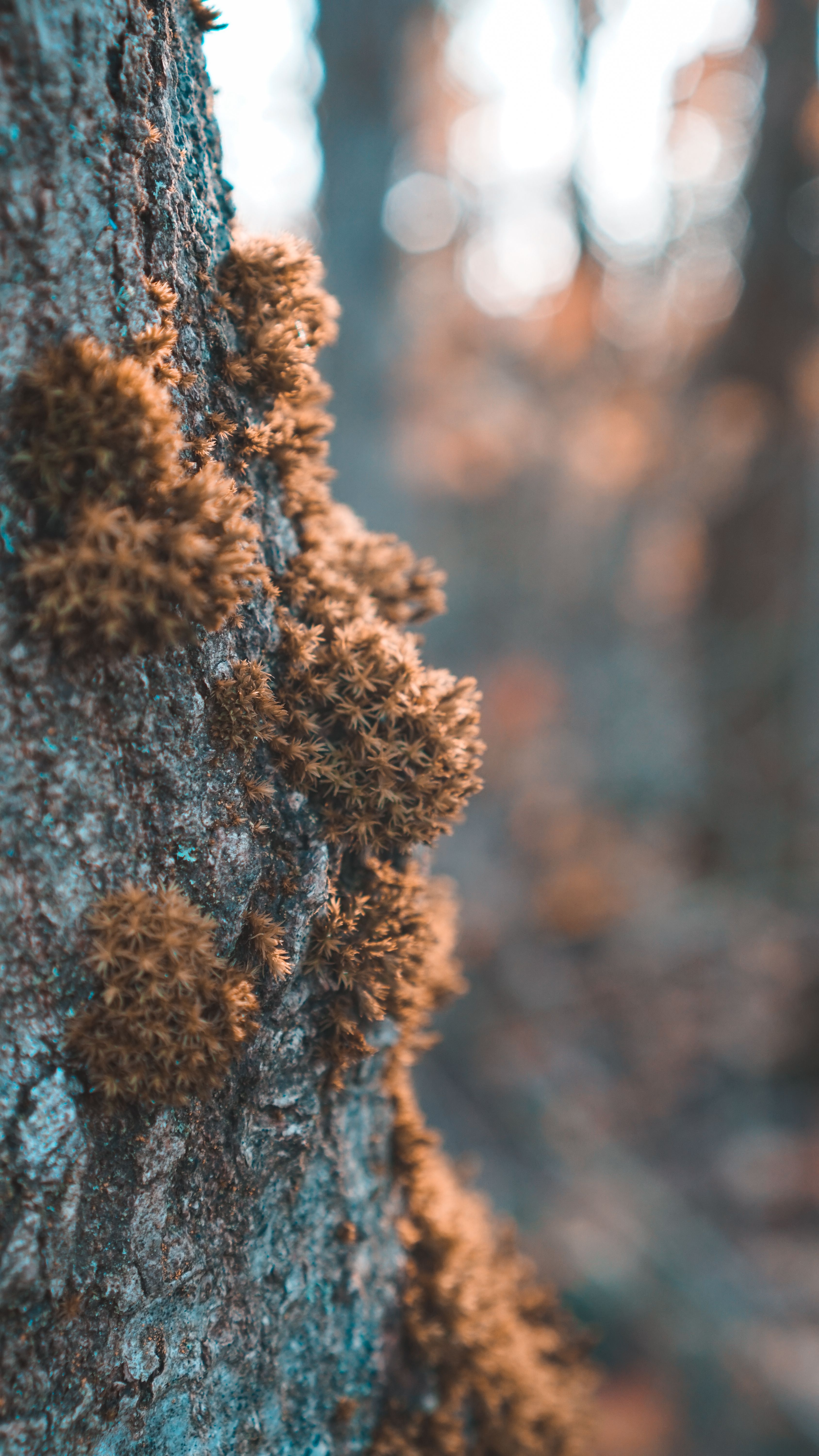 Close-Up Shot of a Moss on a Tree Trunk · Free Stock Photo