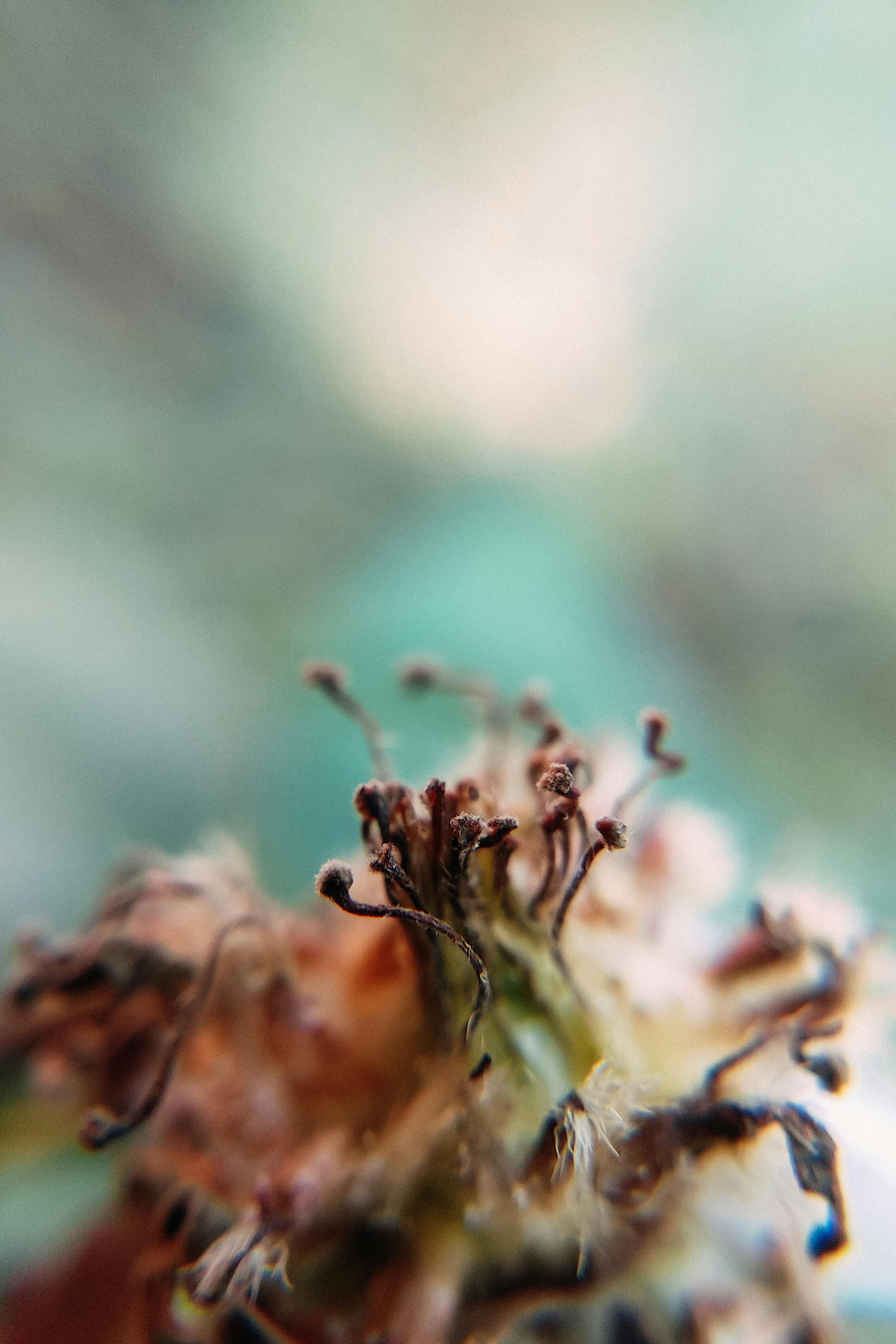 Wildflower Macro Photos, Download The BEST Free Wildflower Macro Stock ...