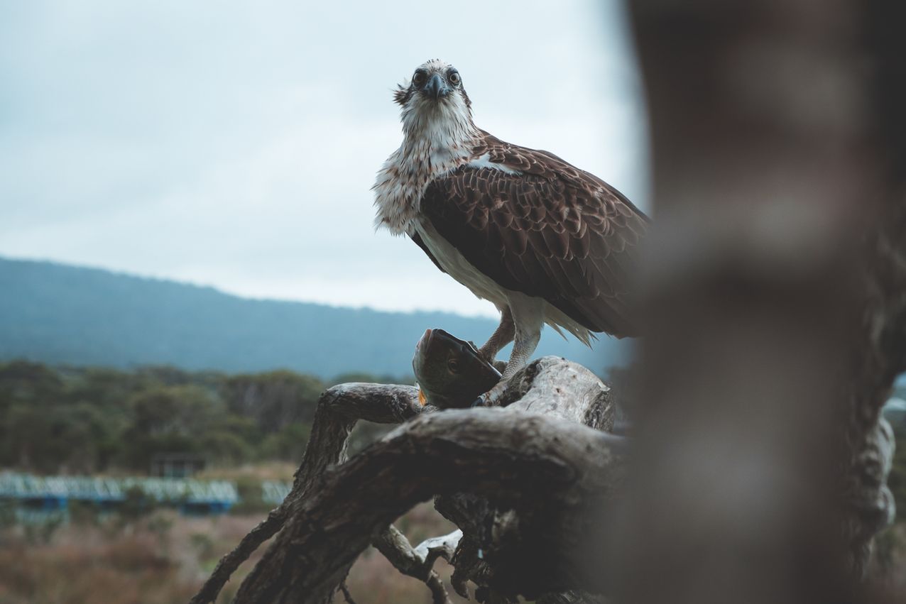 Indian Spotted Eagle: Habitat, Behavior, Conservation