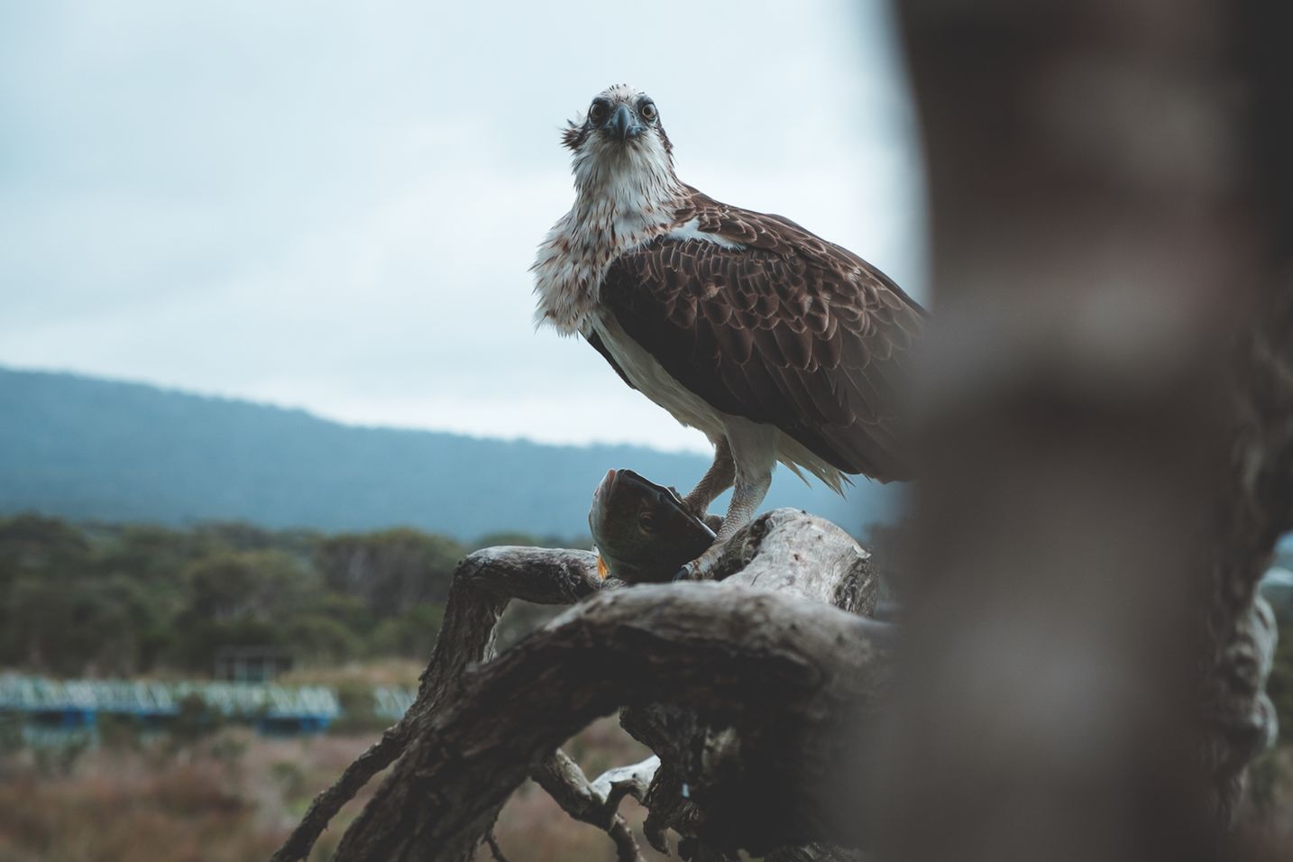 Indian Spotted Eagle: Habitat, Behavior, Conservation