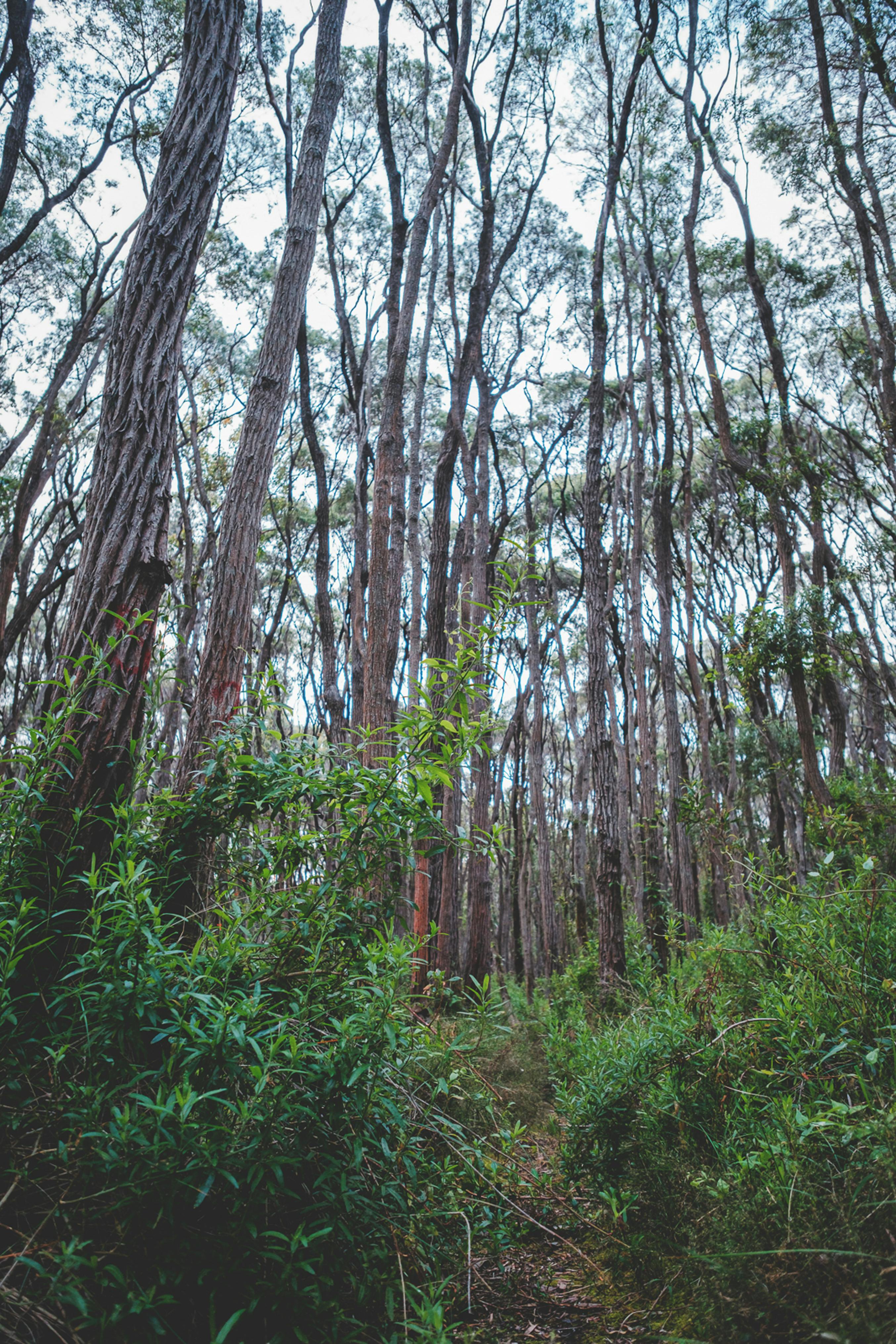 Lush forest with tall thin trees in daylight · Free Stock Photo