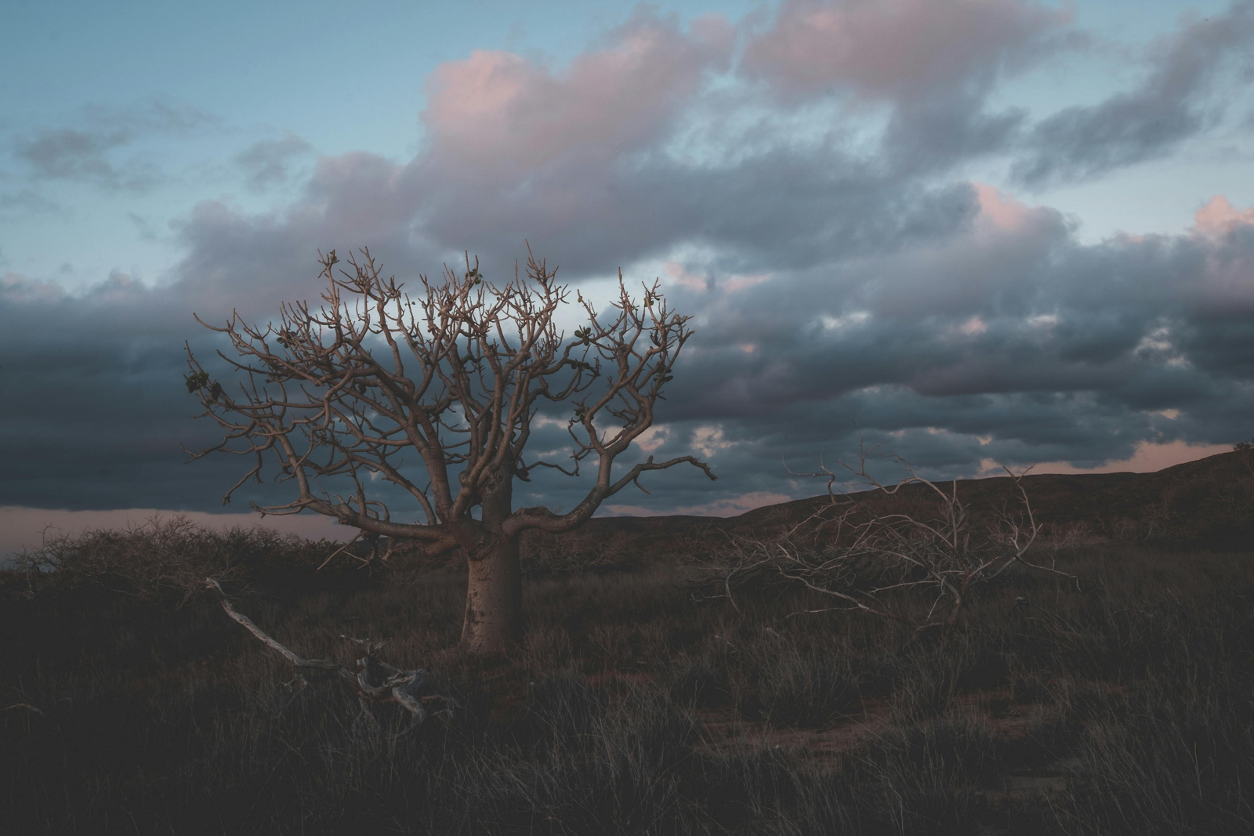 Leafless tree growing in field · Free Stock Photo