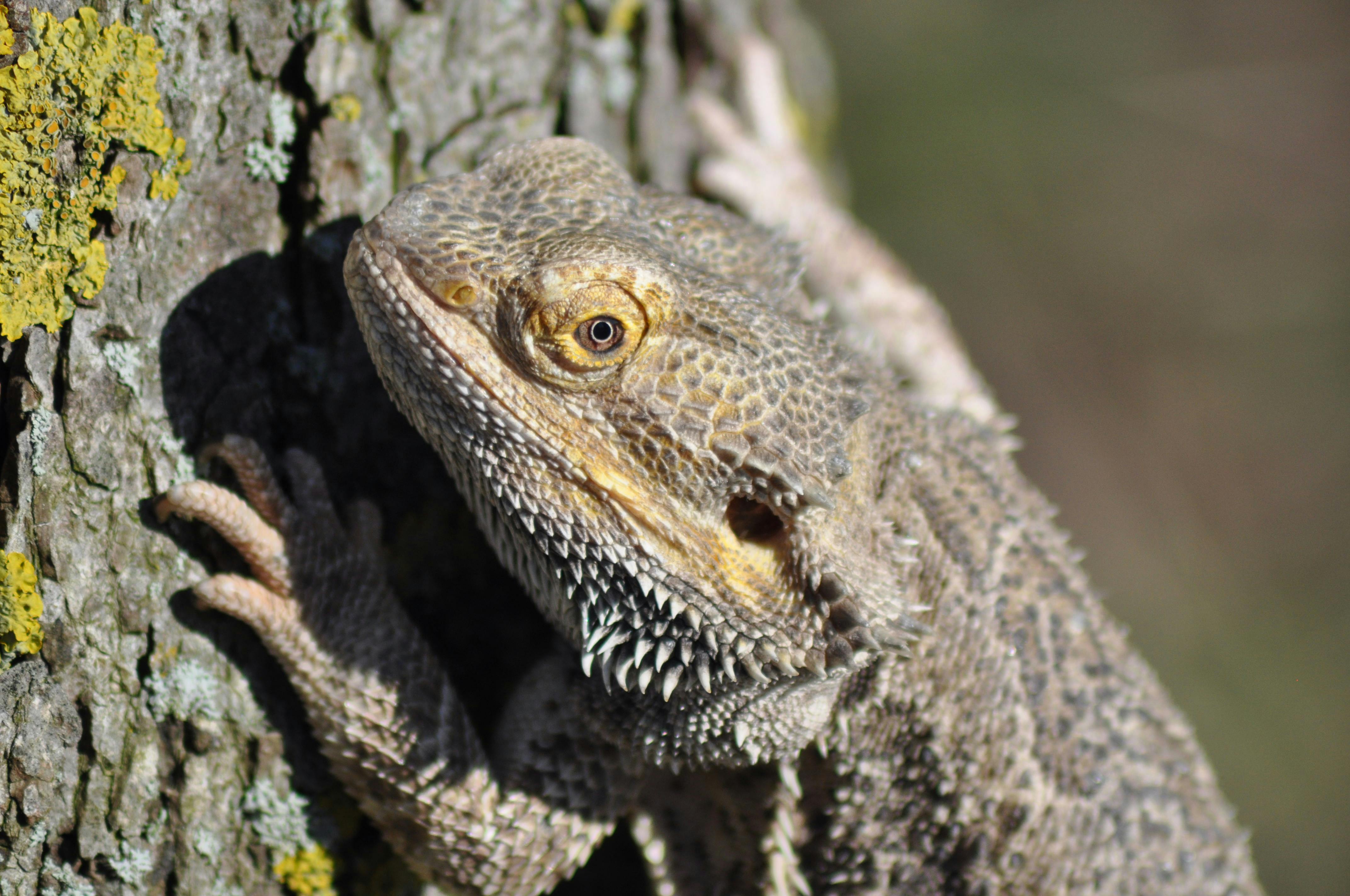 A Close-Up Shot of a Bearded Dragon · Free Stock Photo