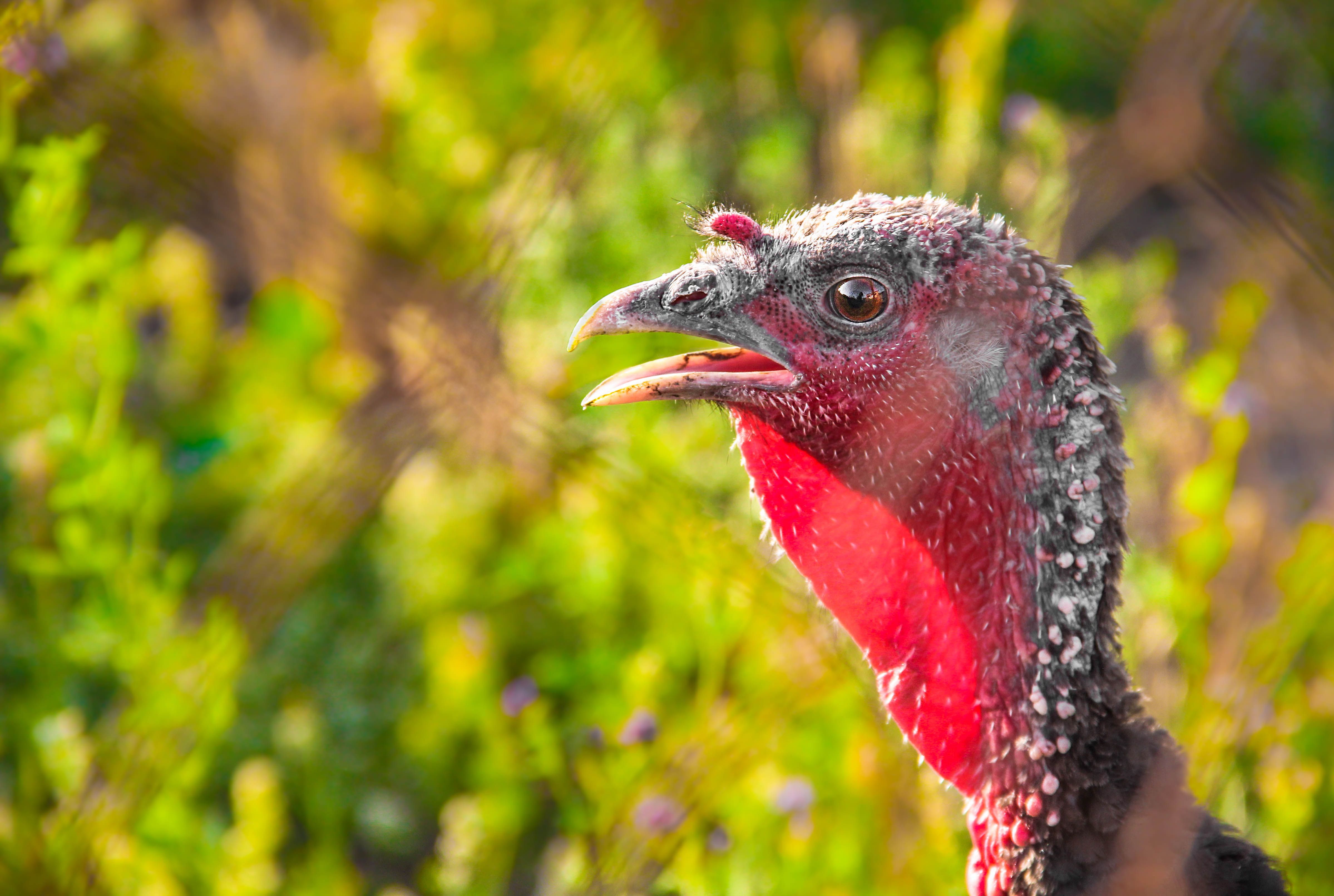 Close-Up Photograph of a Turkey · Free Stock Photo