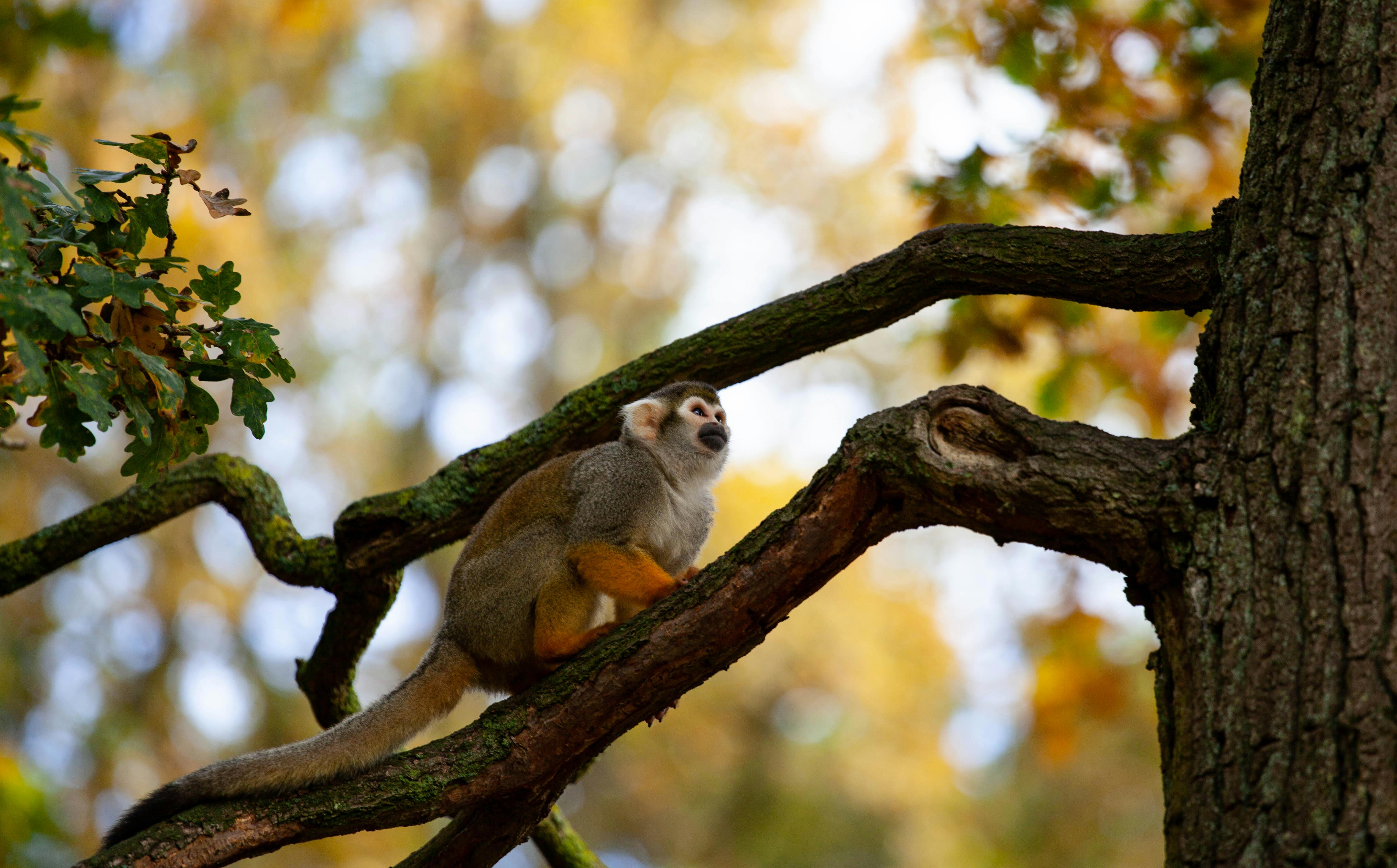 A Squirrel Monkey on a Tree Branch · Free Stock Photo
