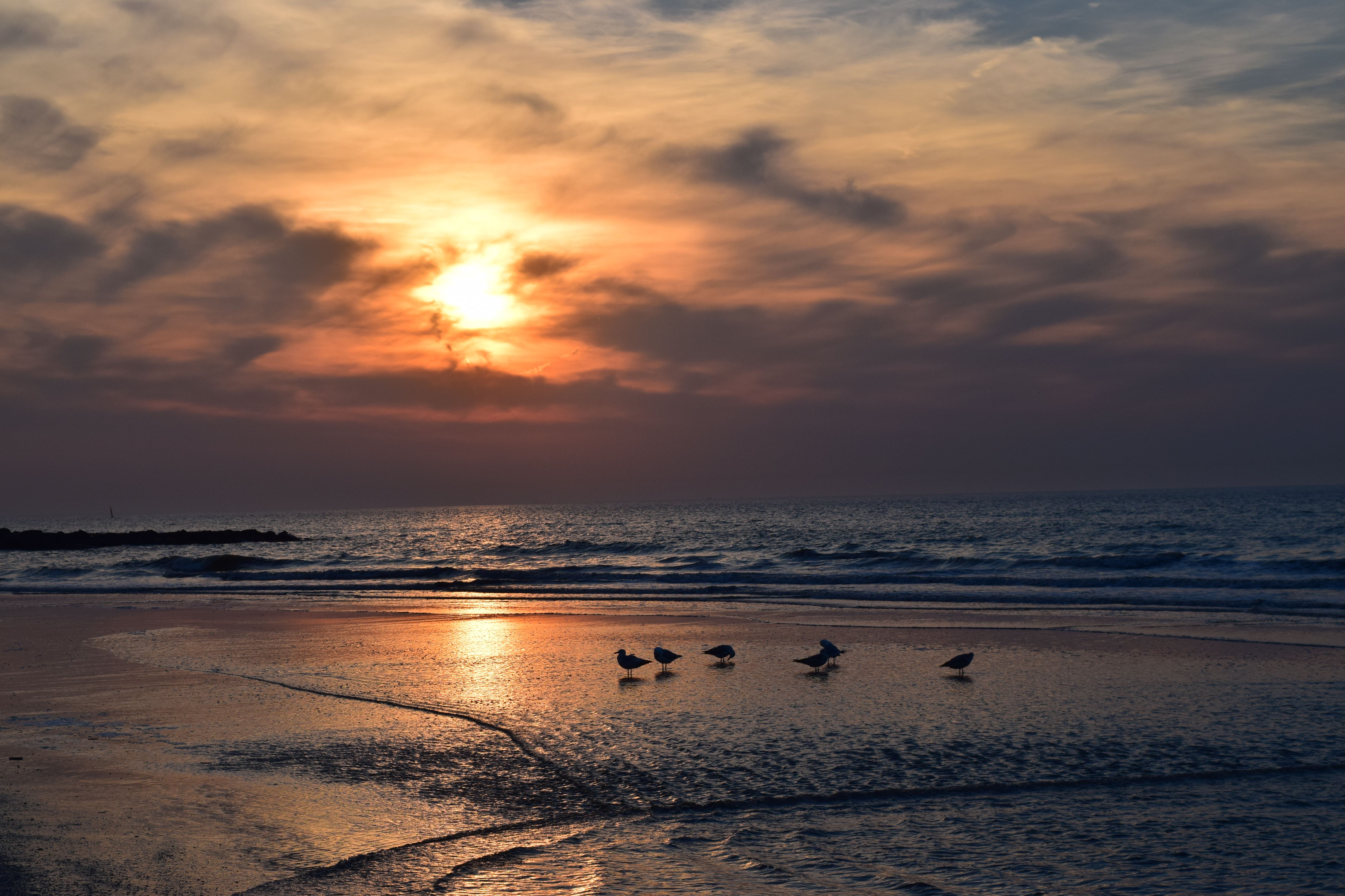 A Beach During the Golden Hour · Free Stock Photo
