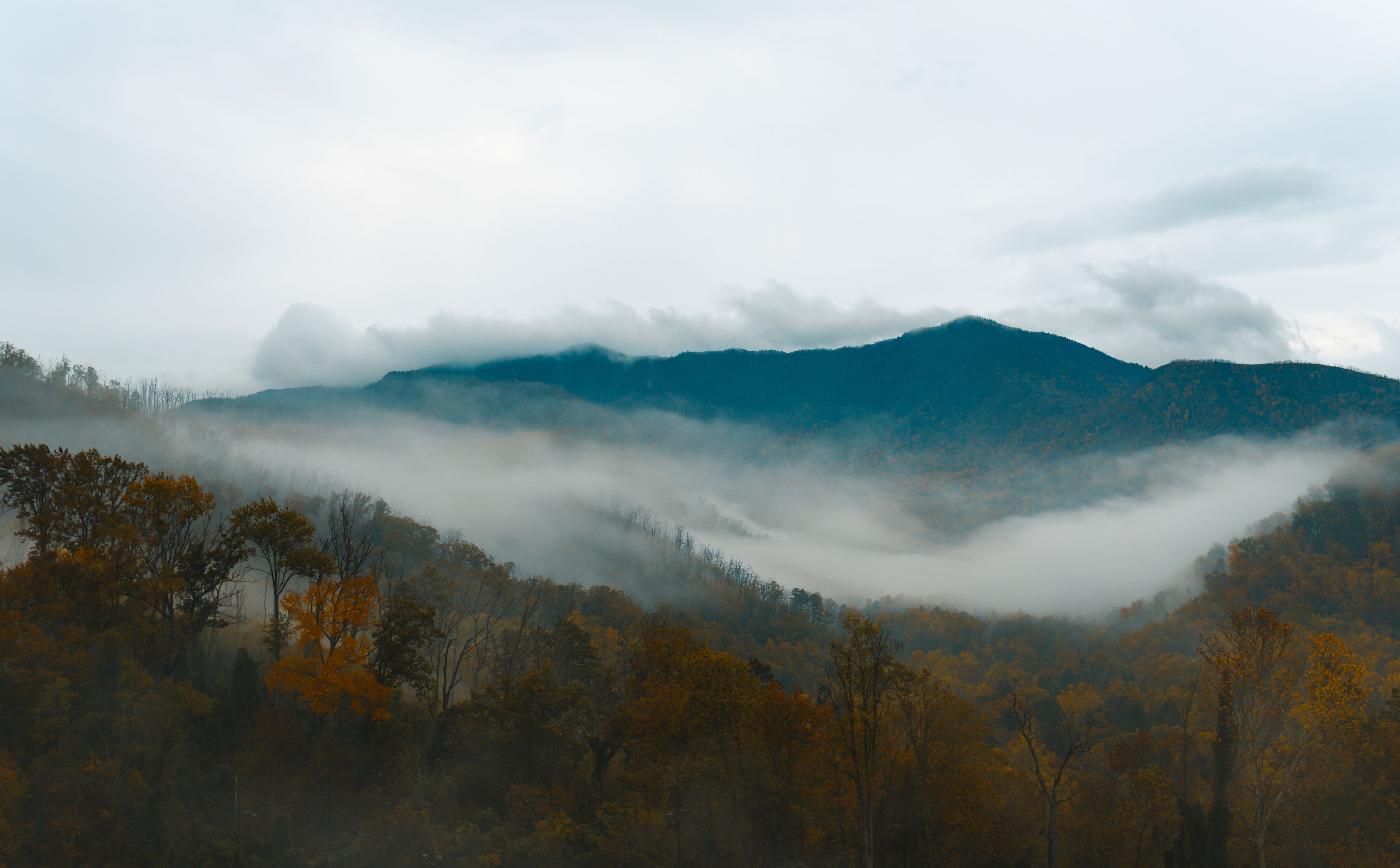 Bird's Eye Photography of Foggy Forest · Free Stock Photo