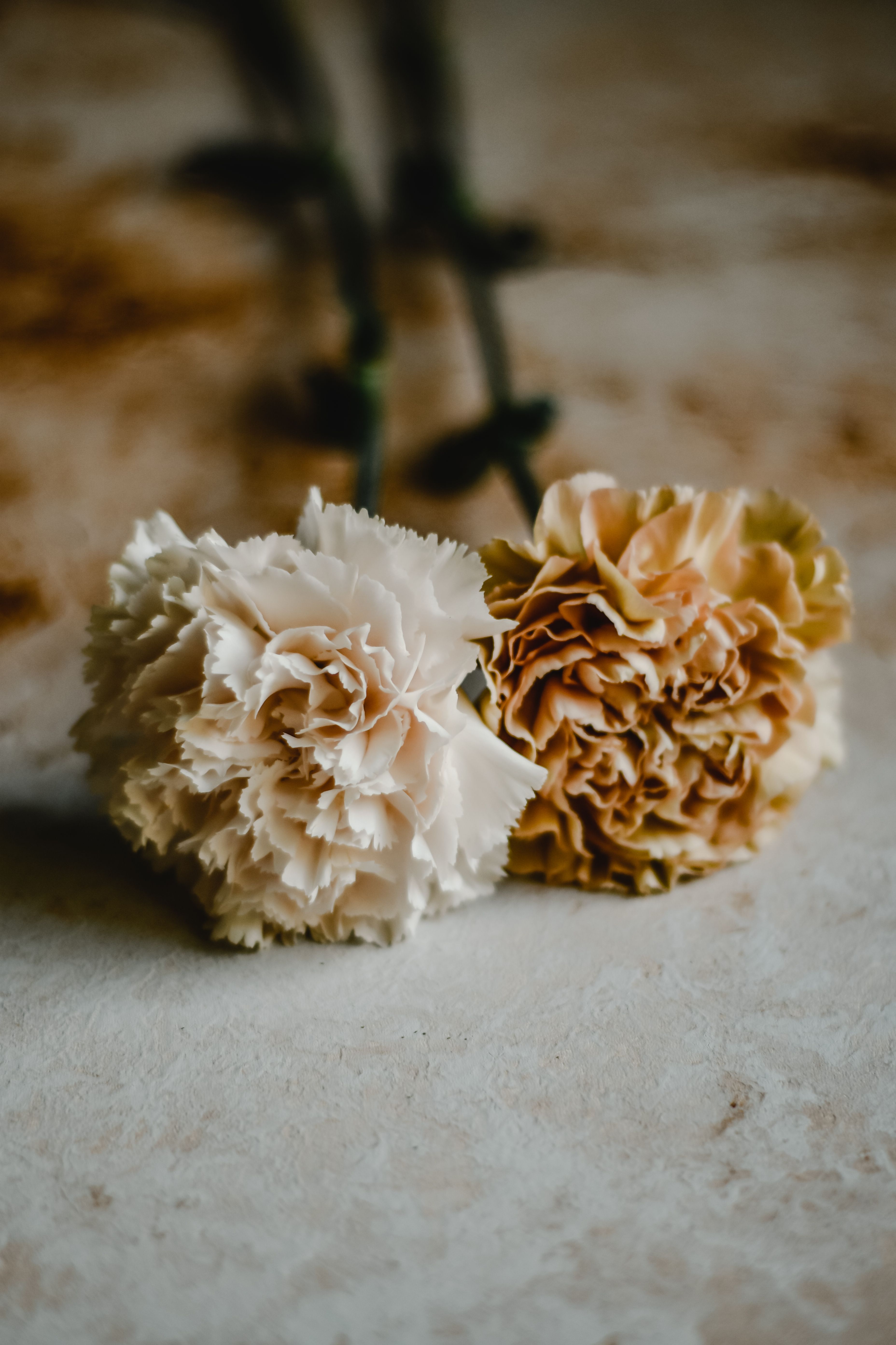 Stems of Carnation Flower on a White Surface · Free Stock Photo