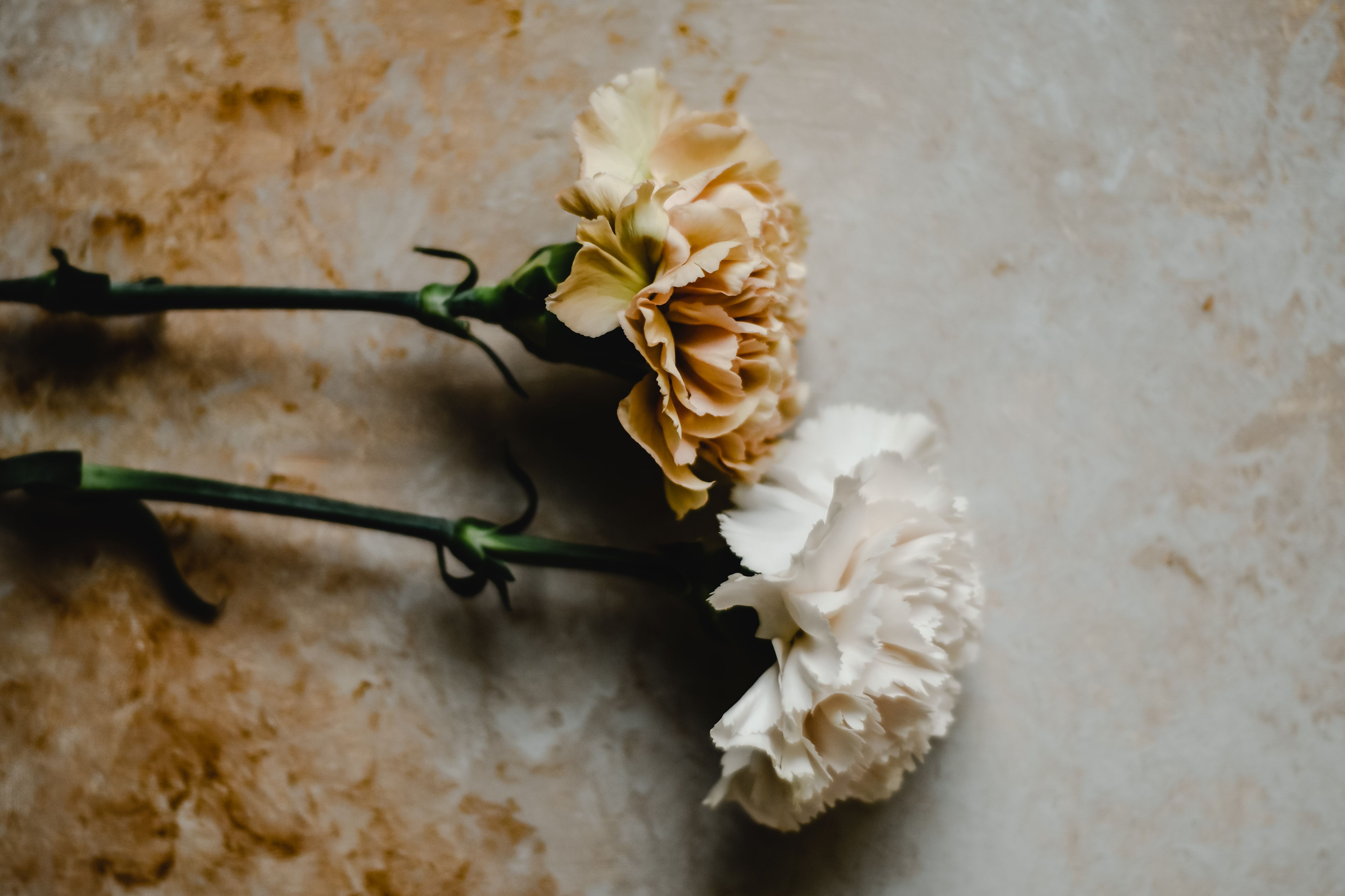 Carnation Flowers in Marble Surface · Free Stock Photo