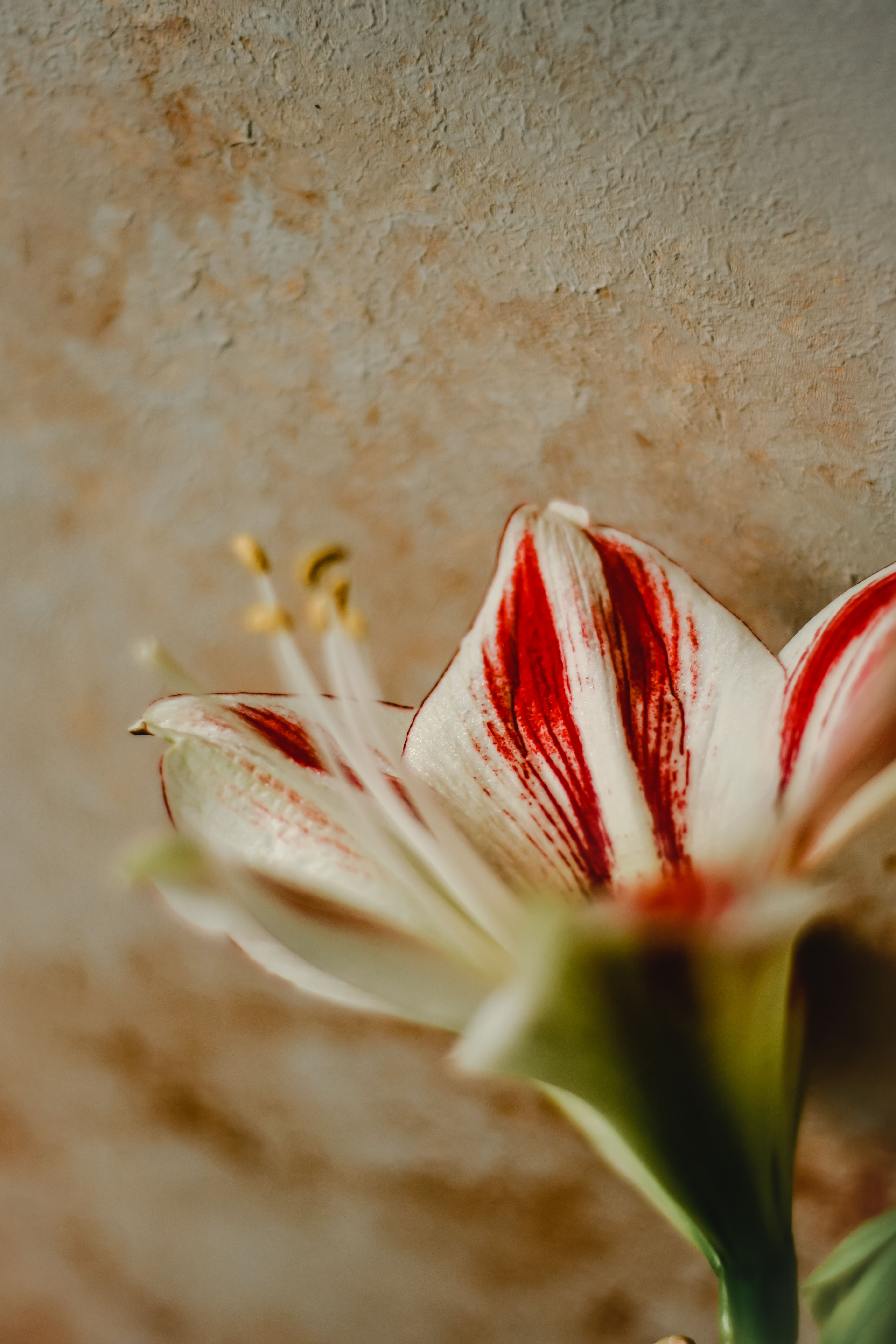 Close-up of a Lily with White and Red Petals · Free Stock Photo
