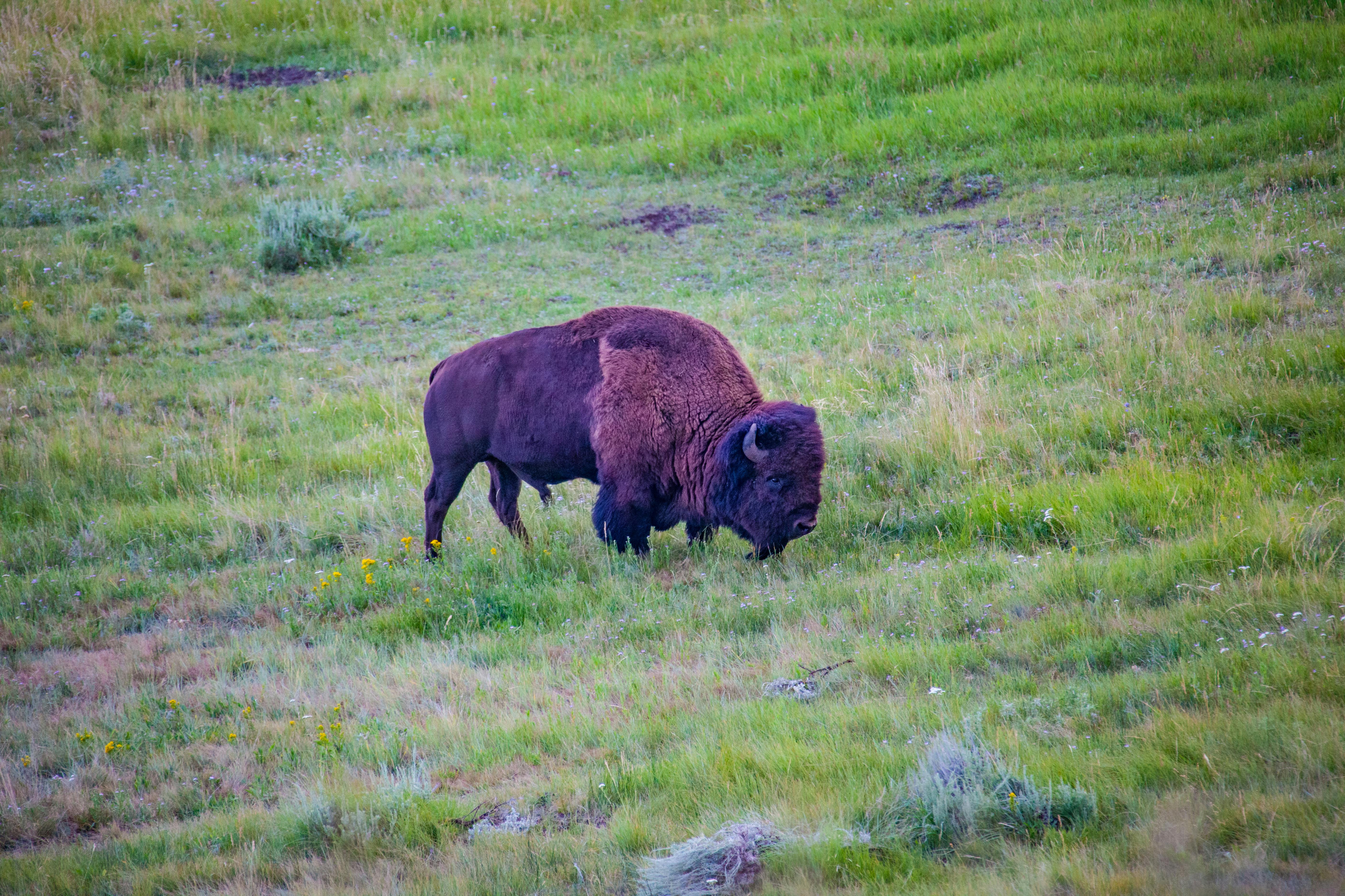 Brown Bison on Green Grass Field · Free Stock Photo