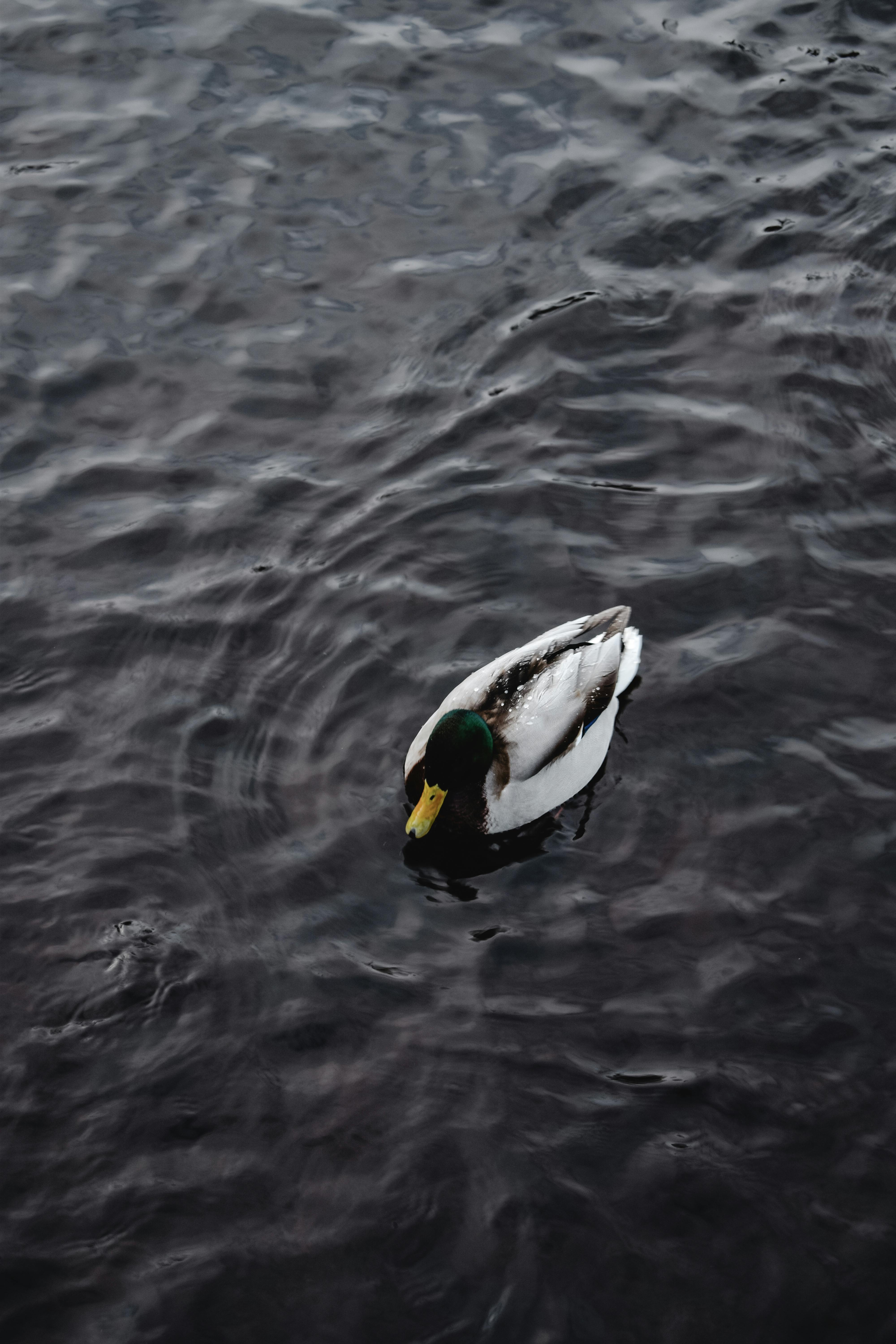 Top View Photo of a Mallard Duck · Free Stock Photo