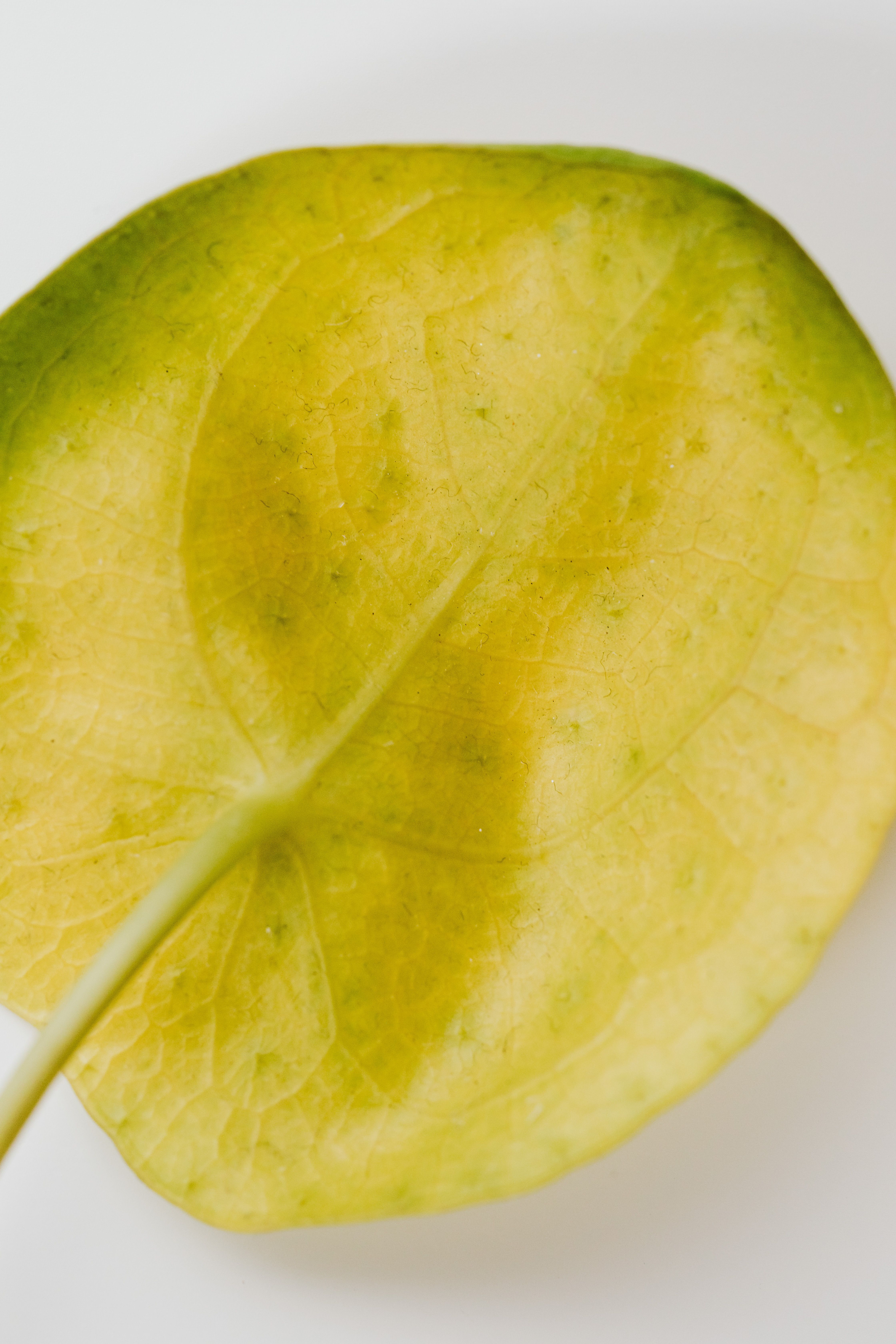 Close-Up Shot of Yellow Leaf · Free Stock Photo