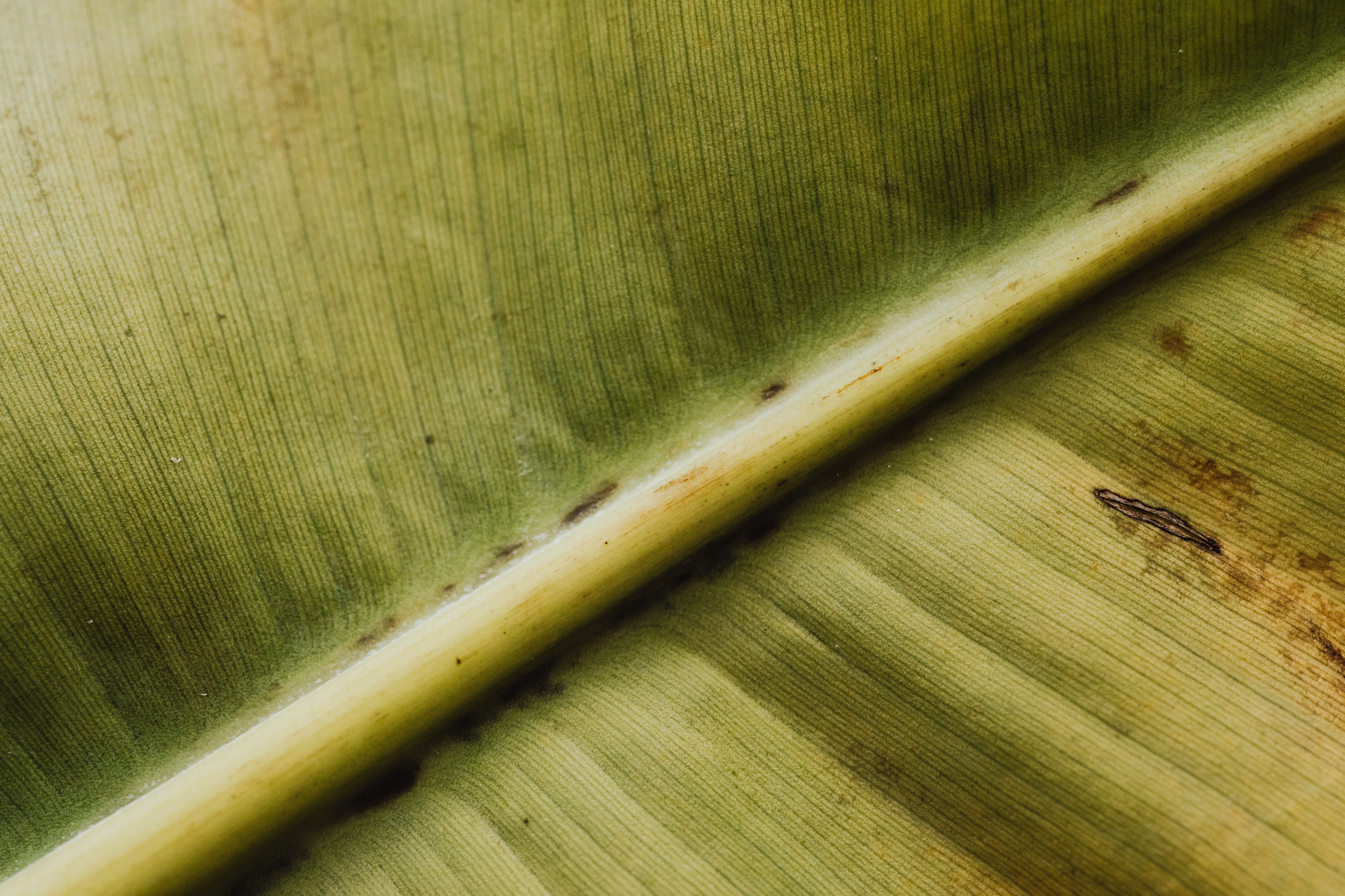 Background Texture Pisang Photos, Download The BEST Free Background ...