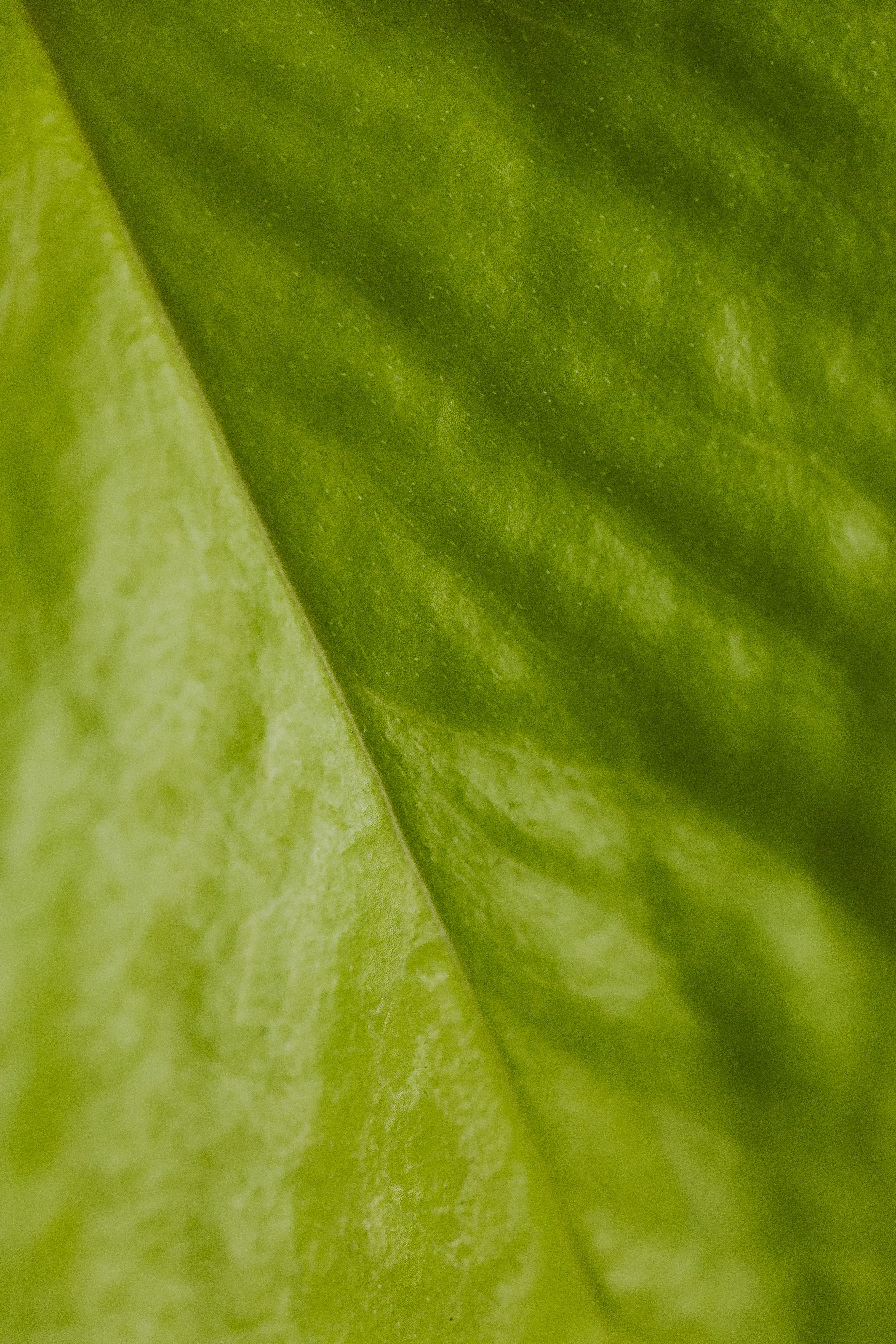 Green Texture Photos, Download The BEST Free Green Texture Stock Photos ...