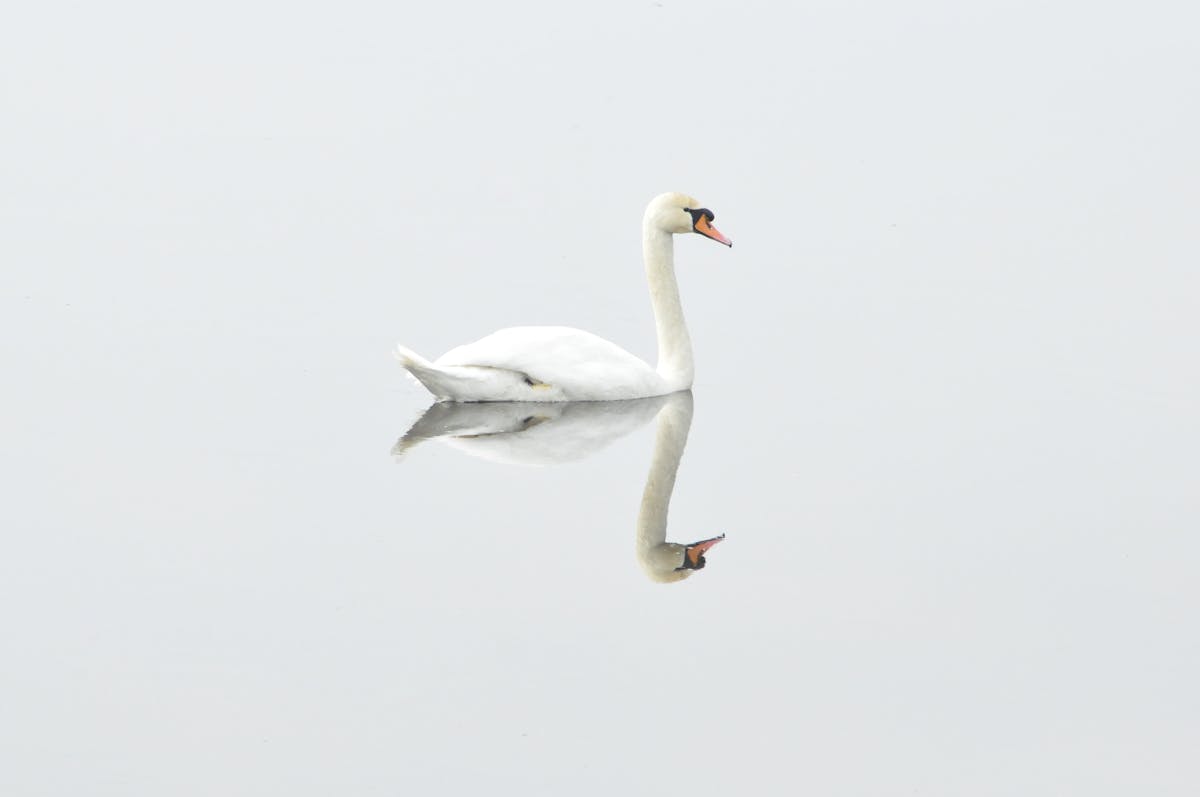 Swan Photos, Download The BEST Free Swan Stock Photos & HD Images