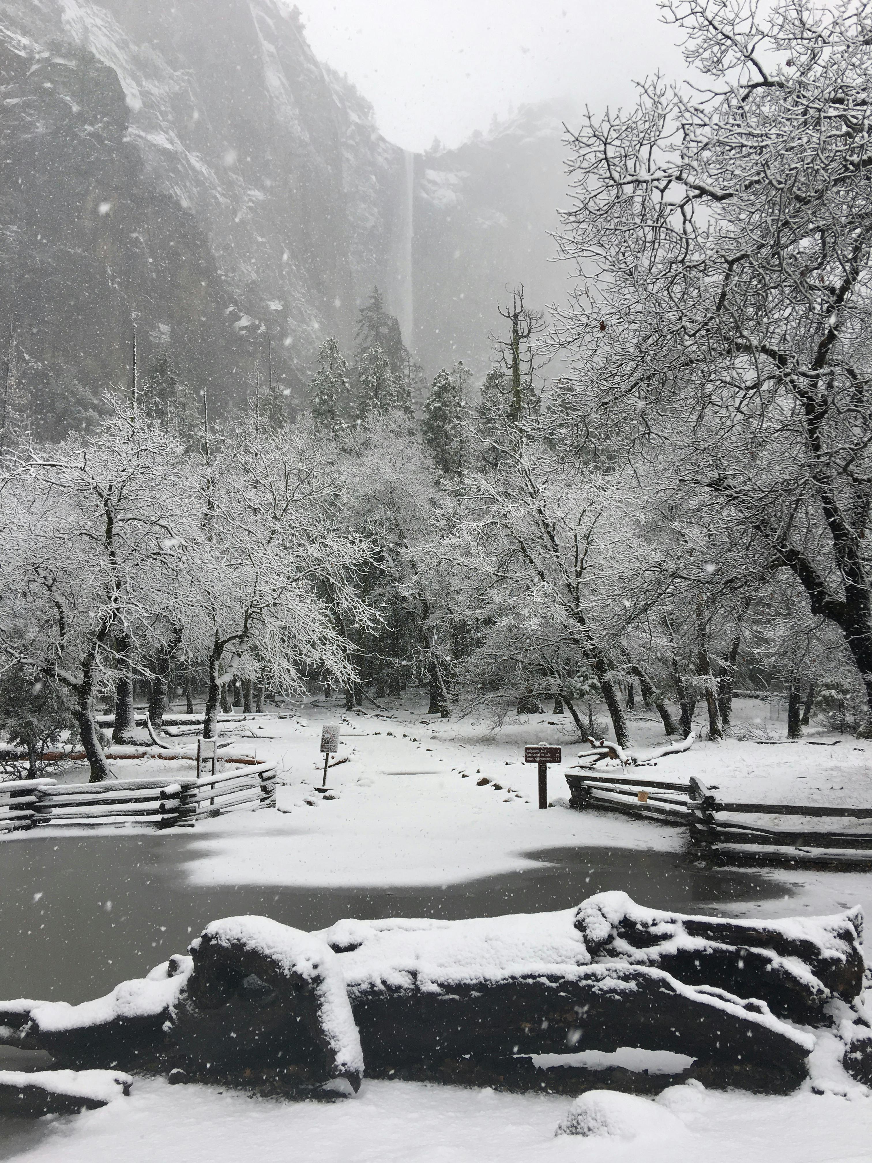 Snow Falling in a Dark Forest · Free Stock Photo