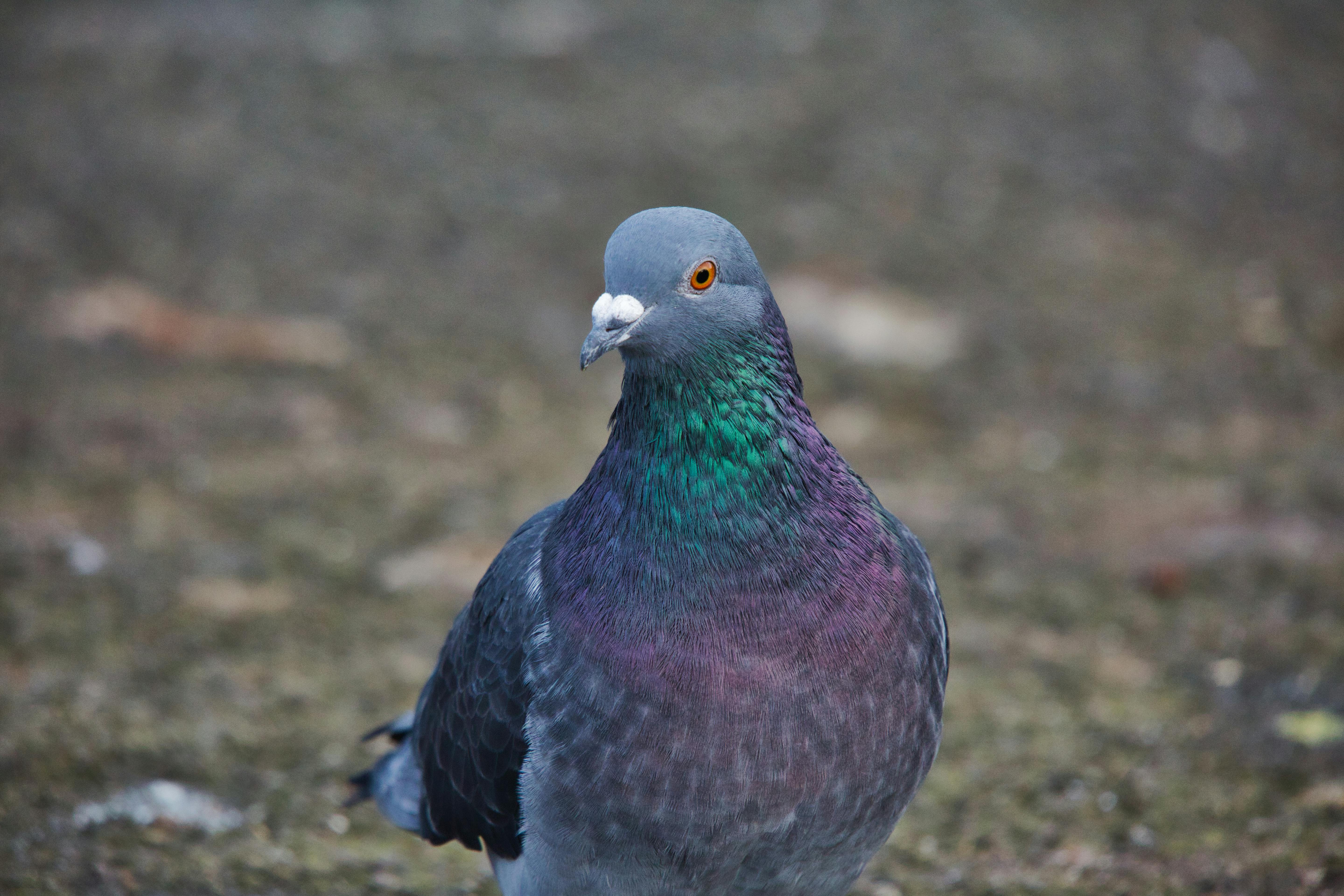 Pigeon · Free Stock Photo
