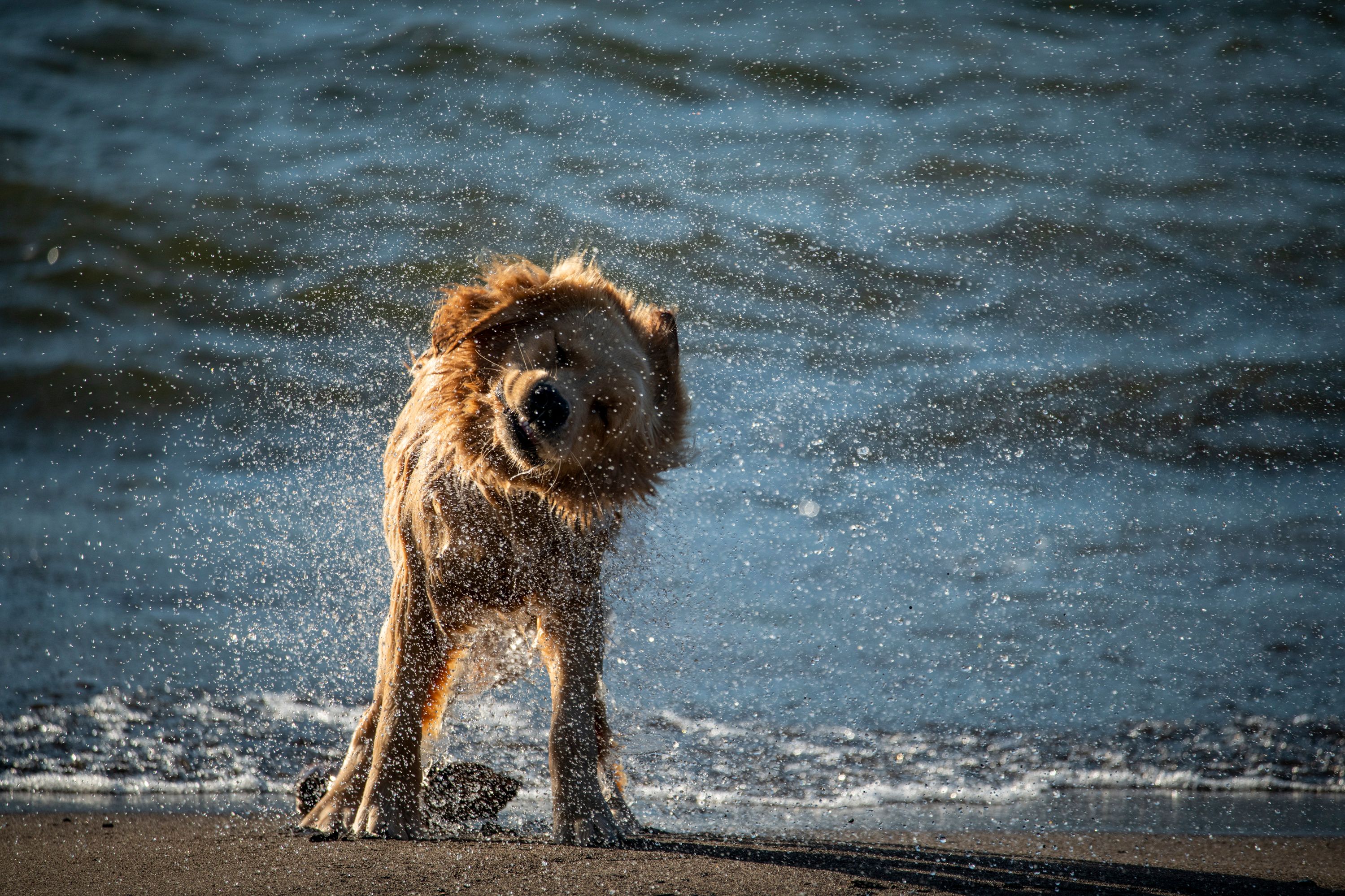Dog Shaking Photos, Download The BEST Free Dog Shaking Stock Photos ...