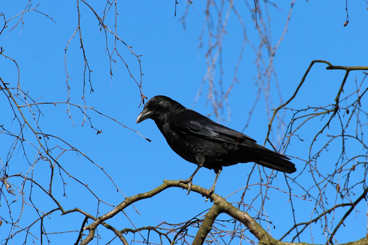 Raven Bird Photos, Download The BEST Free Raven Bird Stock Photos & HD ...