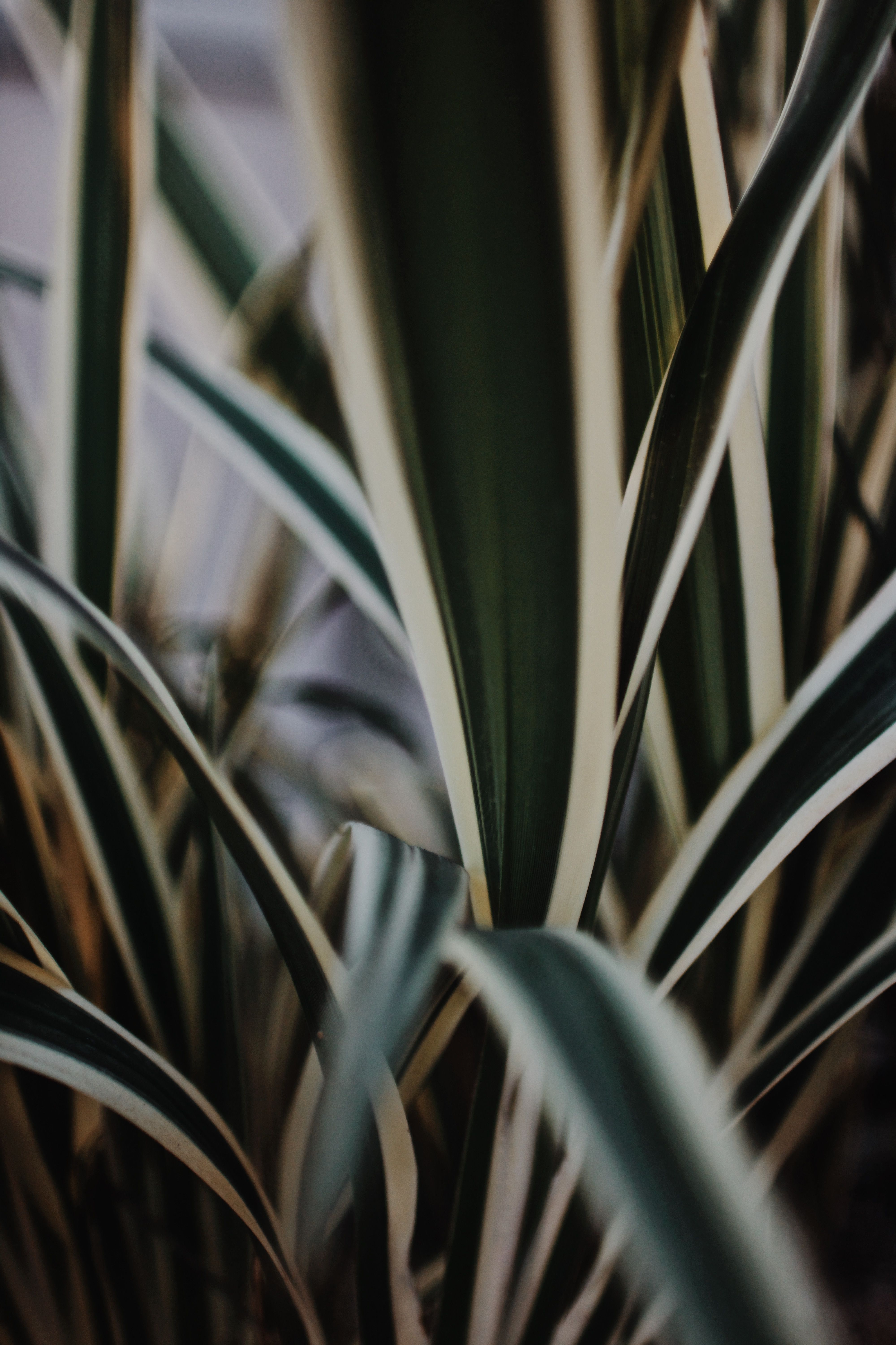 Close-up of Leaves Destroyed by Pests · Free Stock Photo