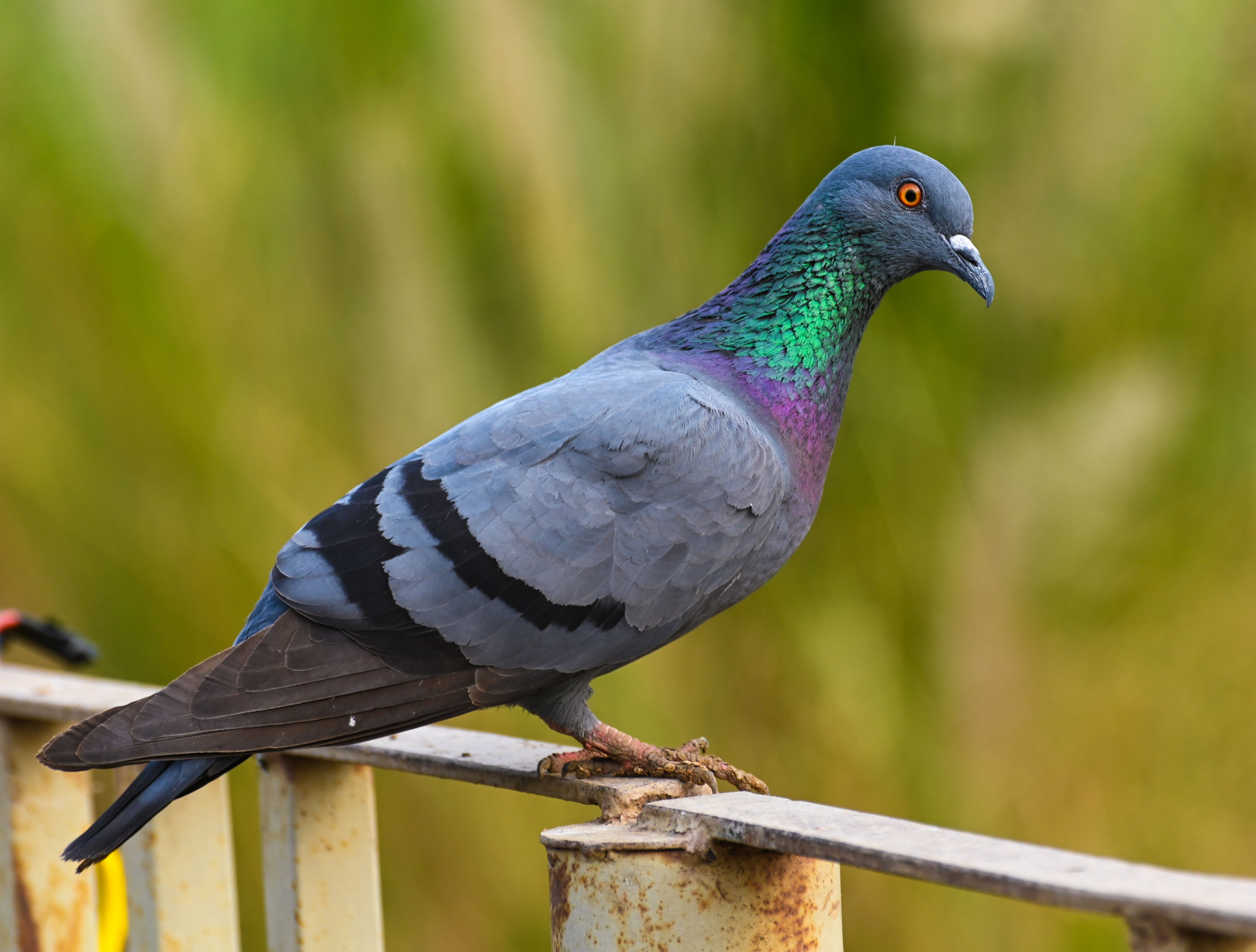 Wet Pigeon on Water Fountain · Free Stock Photo