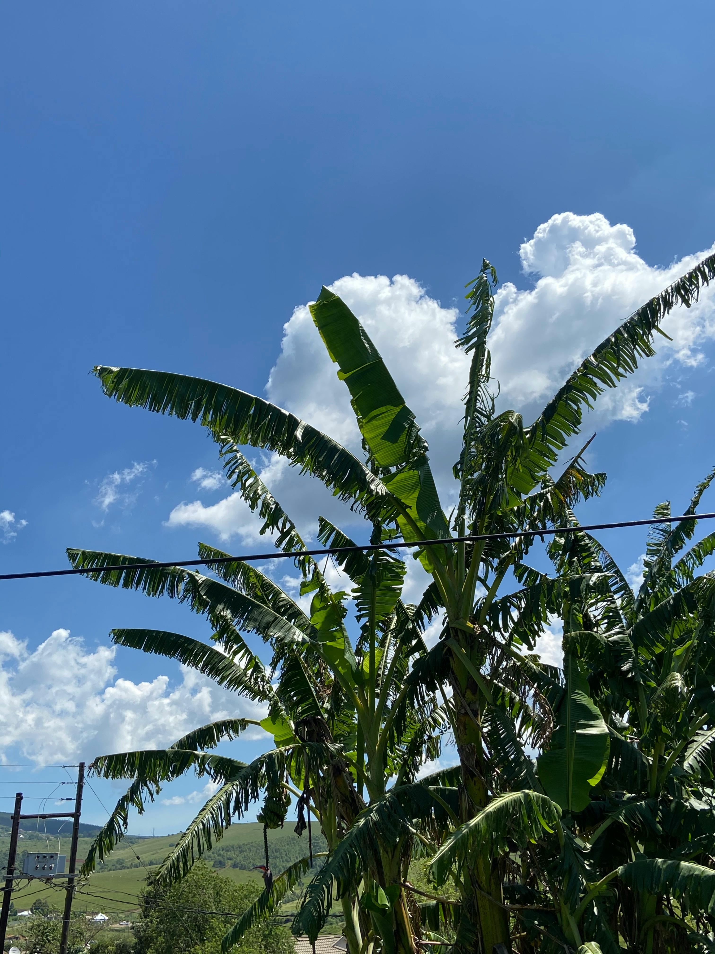 Minenhle Shelembe - Photography