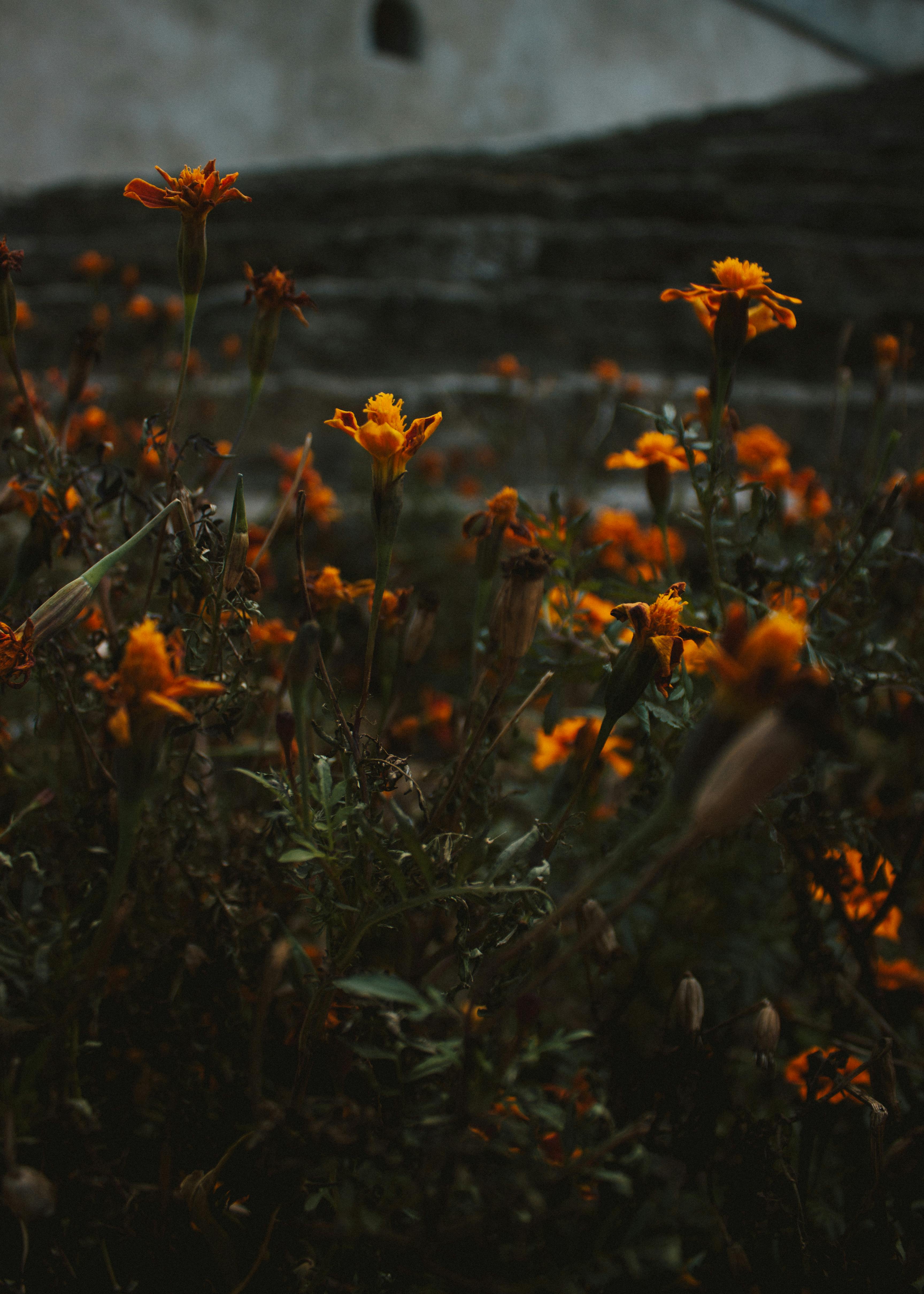 Gloomy Flowers Photos, Download The BEST Free Gloomy Flowers Stock ...