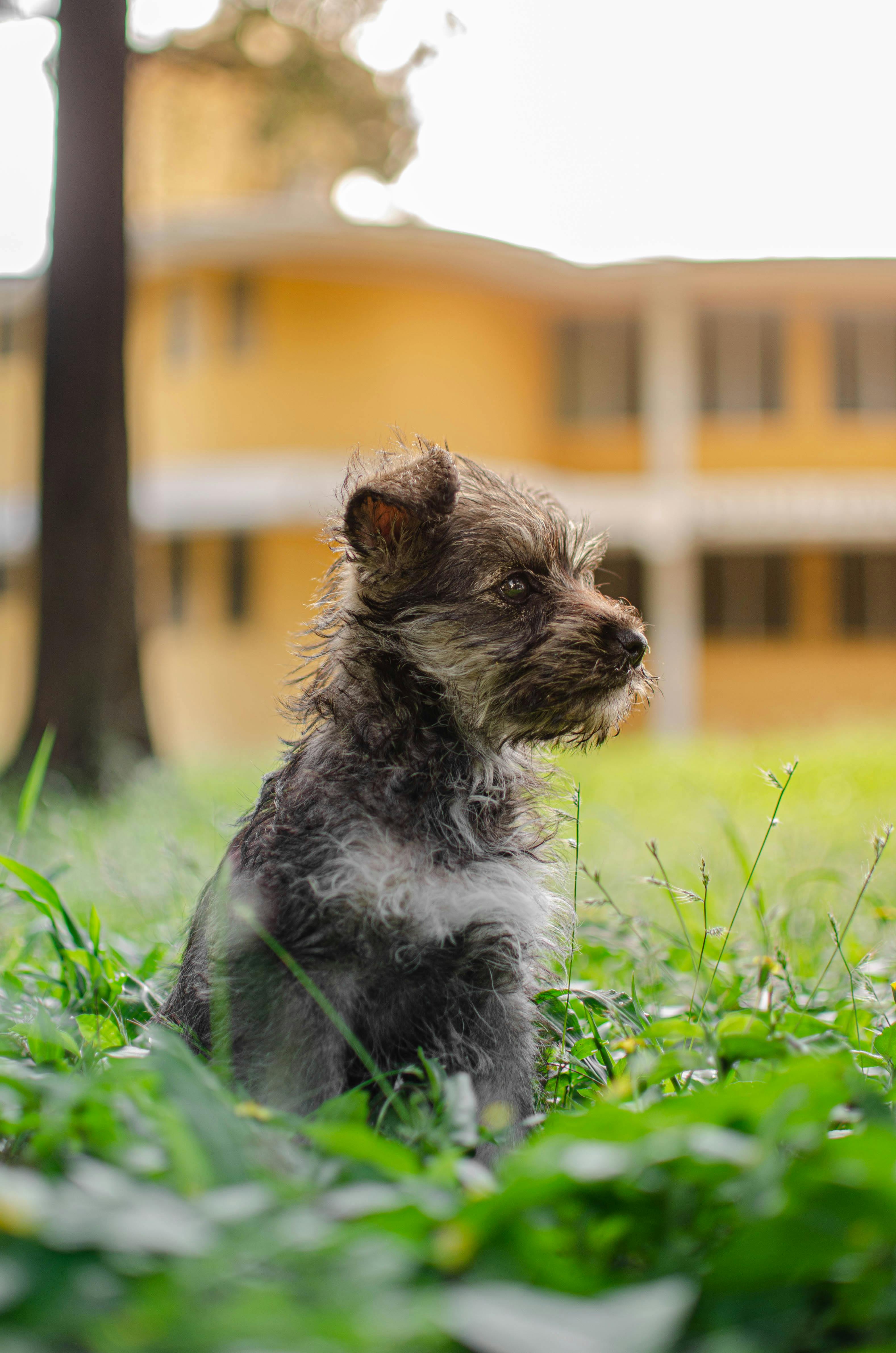 Portrait of Smiling Dog · Free Stock Photo