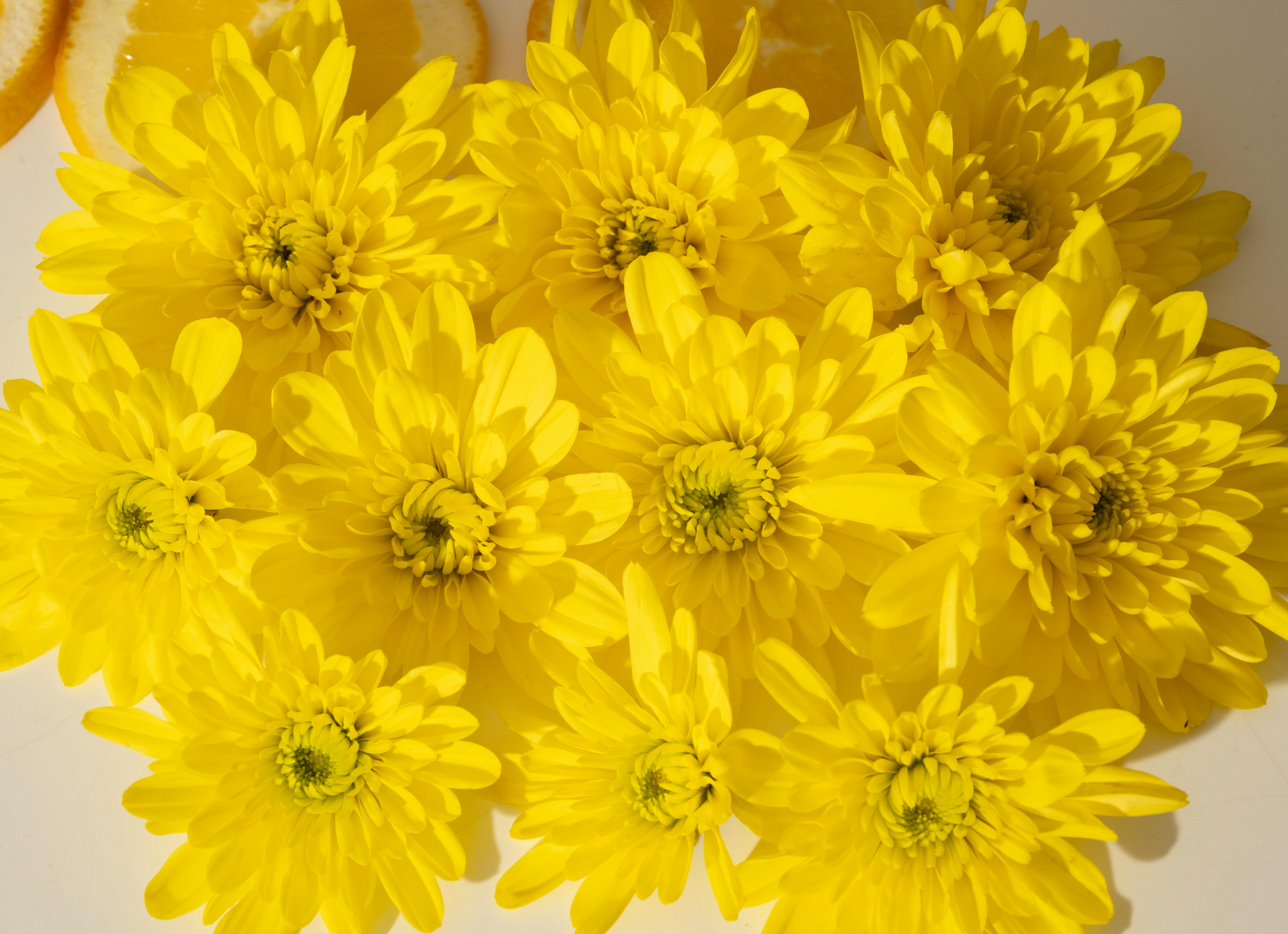 Bouquet of vibrant yellow flowers · Free Stock Photo