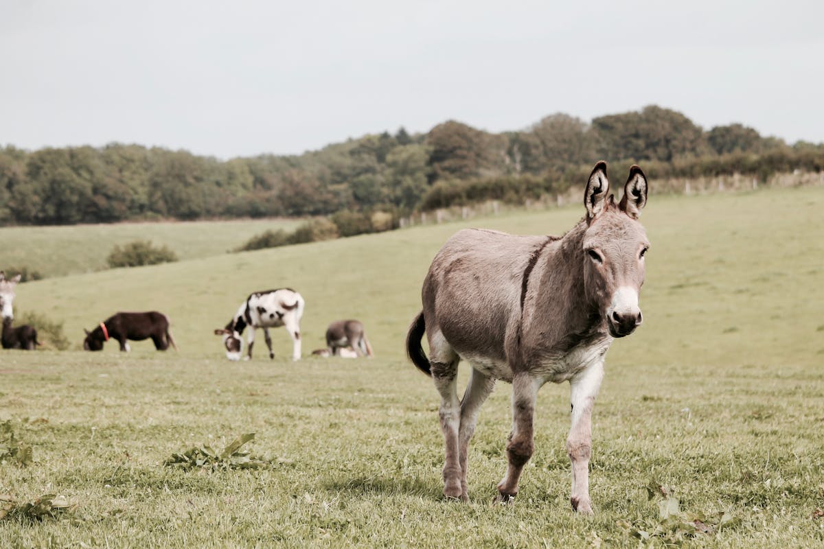 700+ Best Donkey Photos · 100% Free Download · Pexels Stock Photos