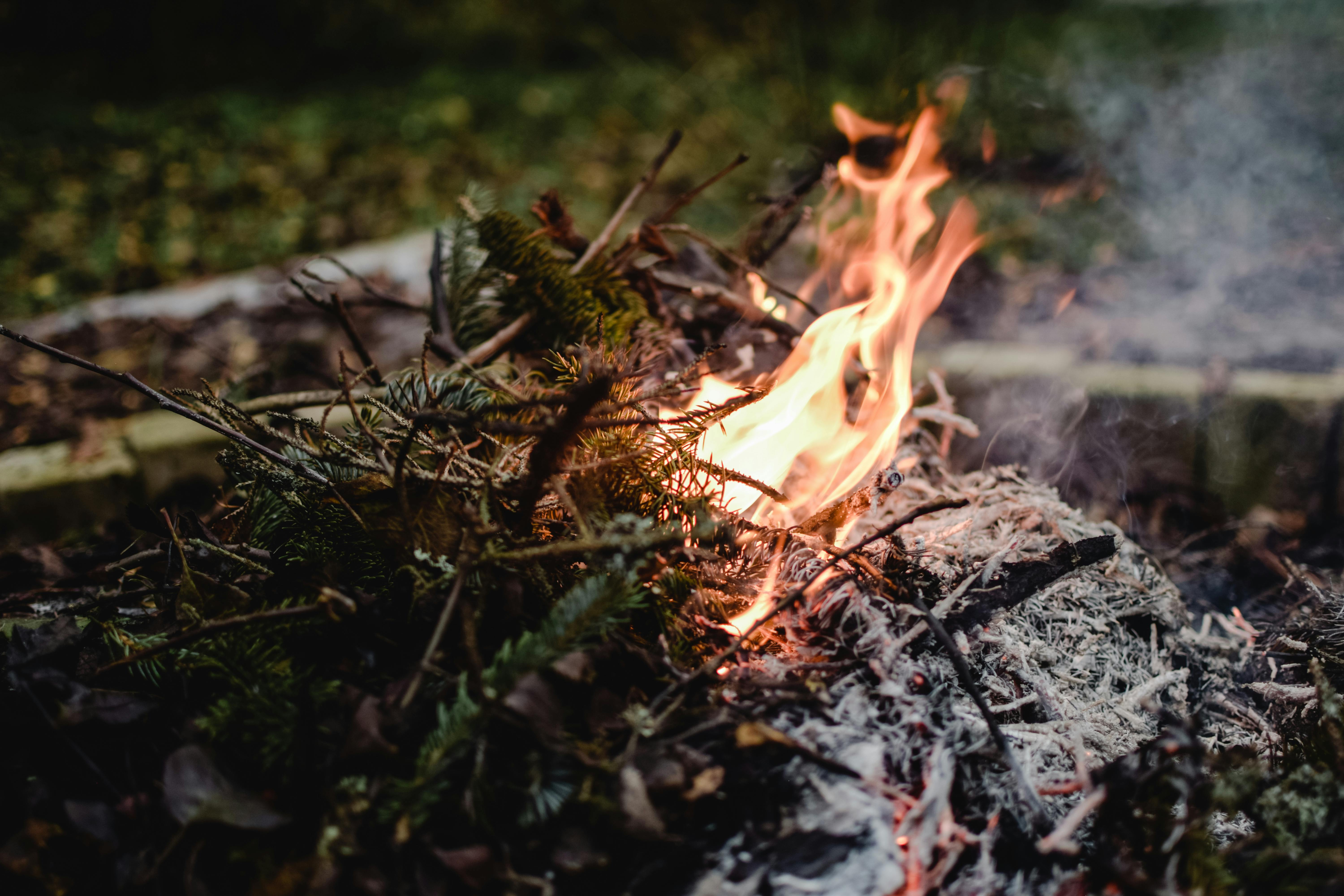 Plant on Fire · Free Stock Photo