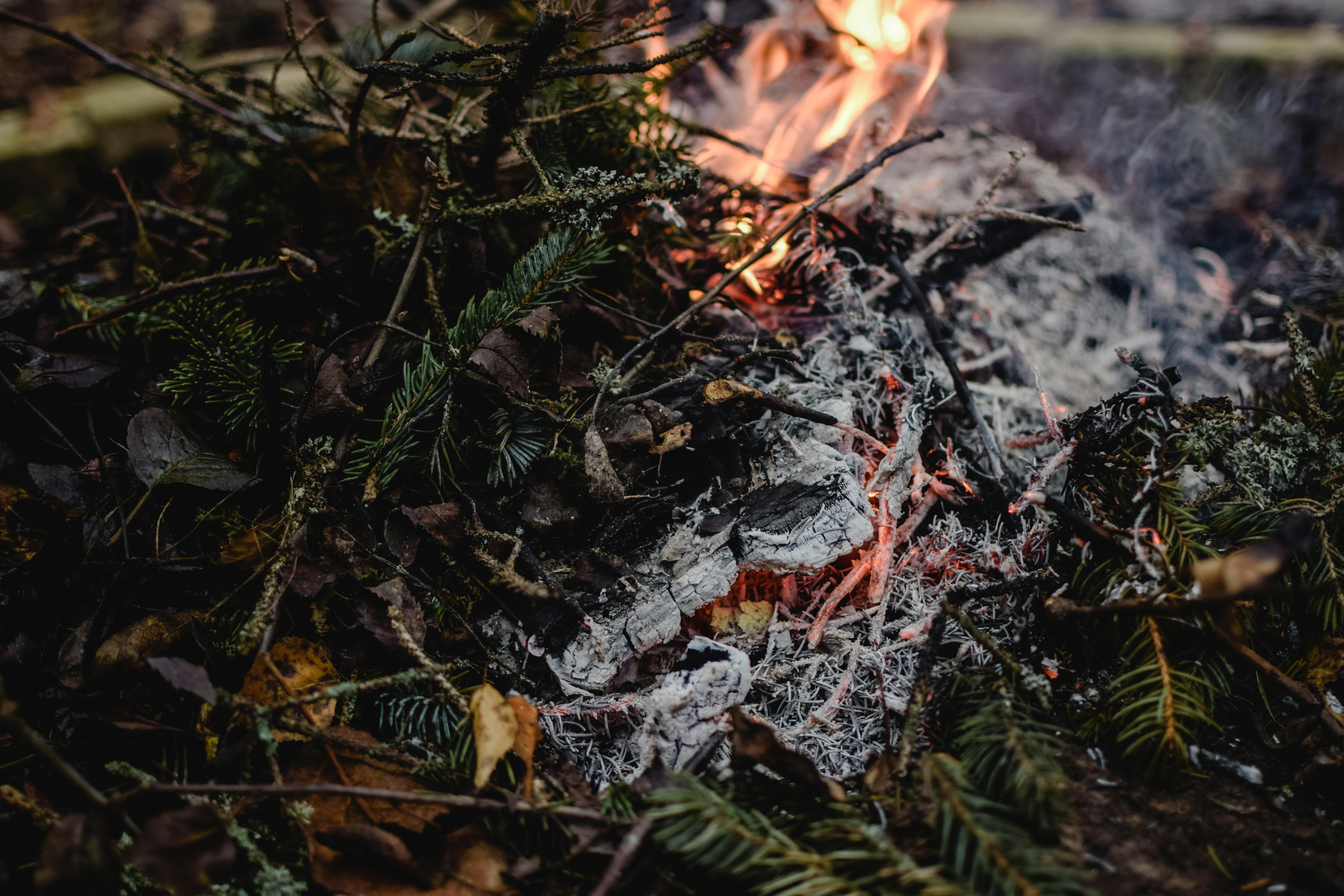 Plant on Fire · Free Stock Photo
