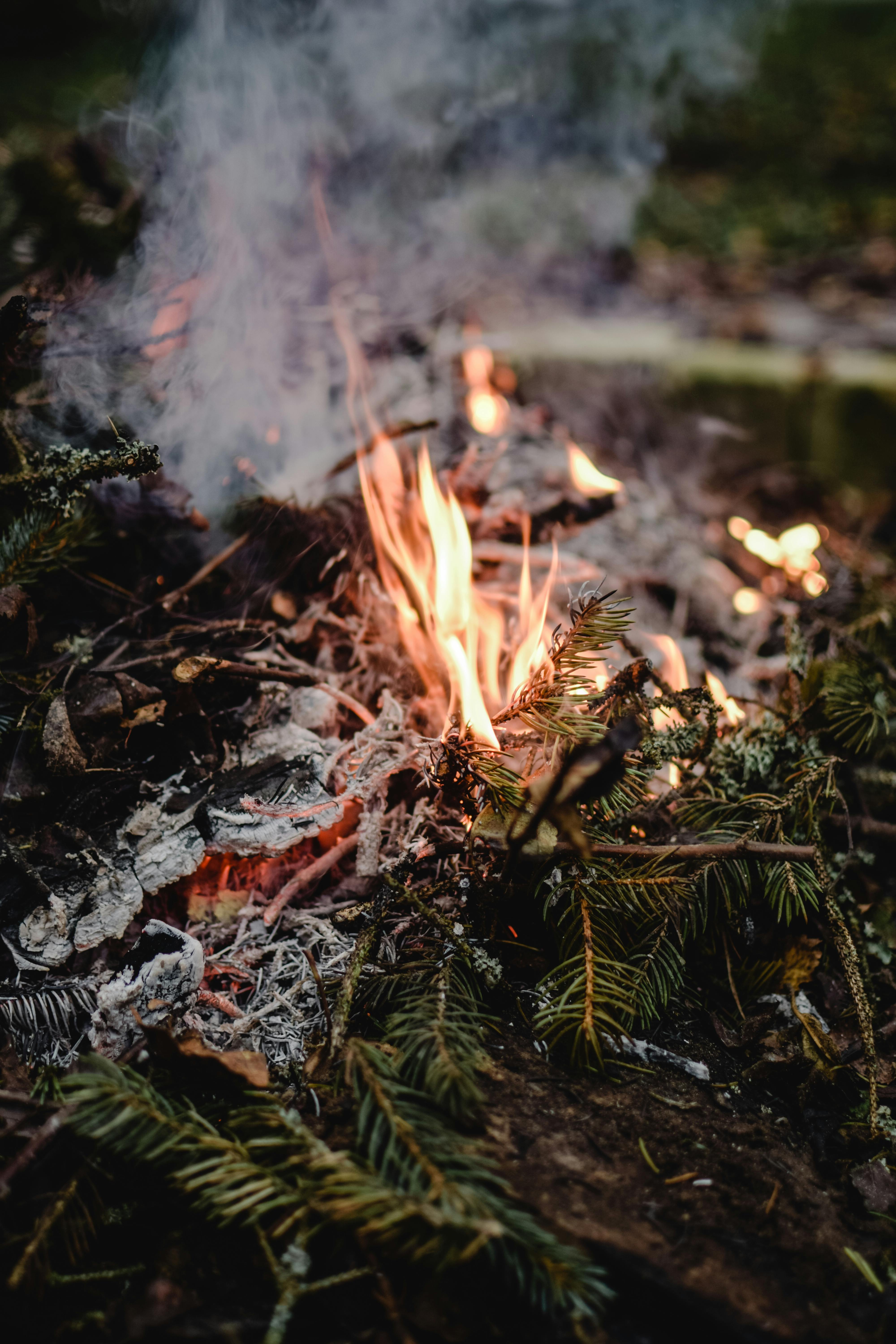 Plant on Fire · Free Stock Photo