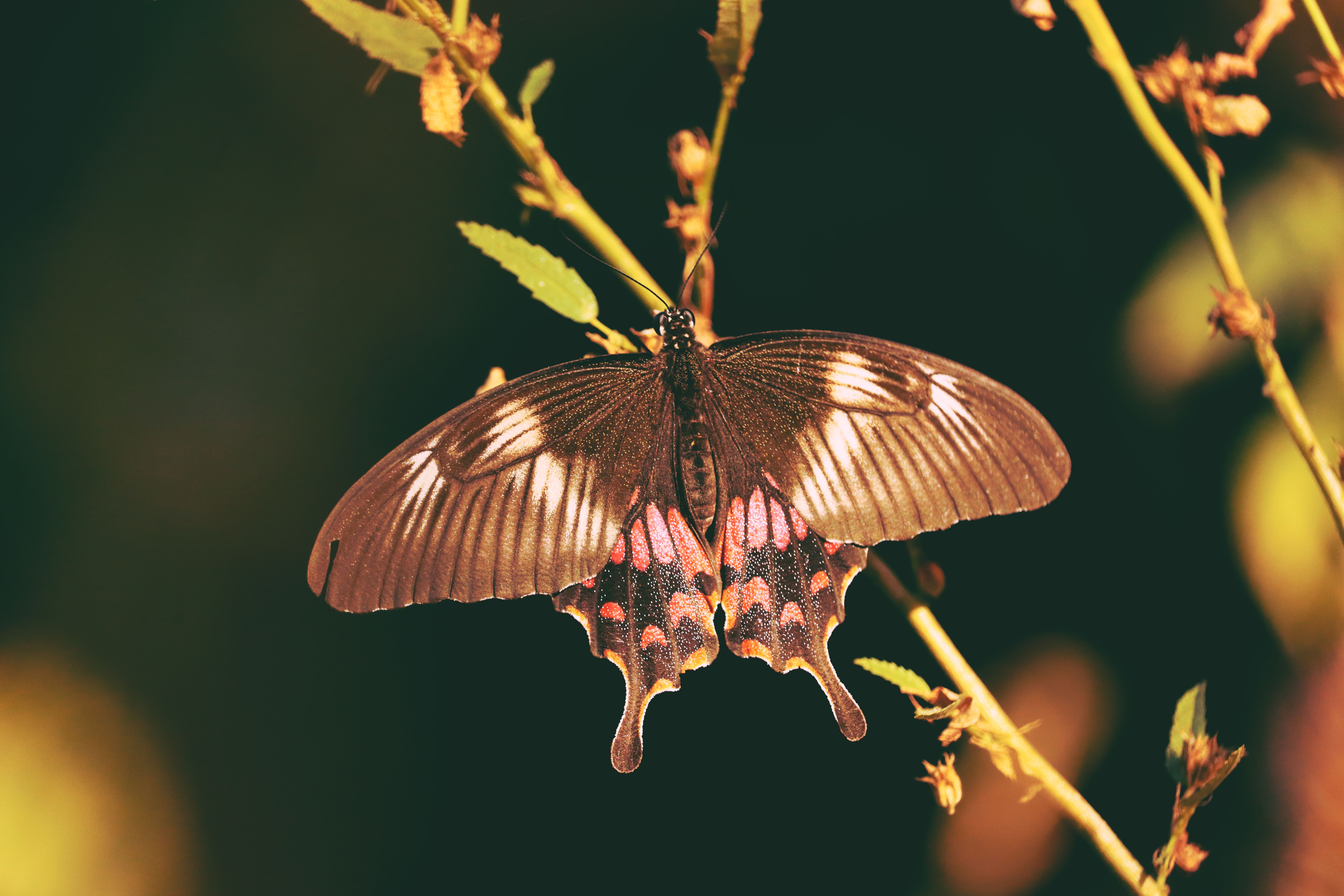 A Close-Up Shot of a Butterfly · Free Stock Photo
