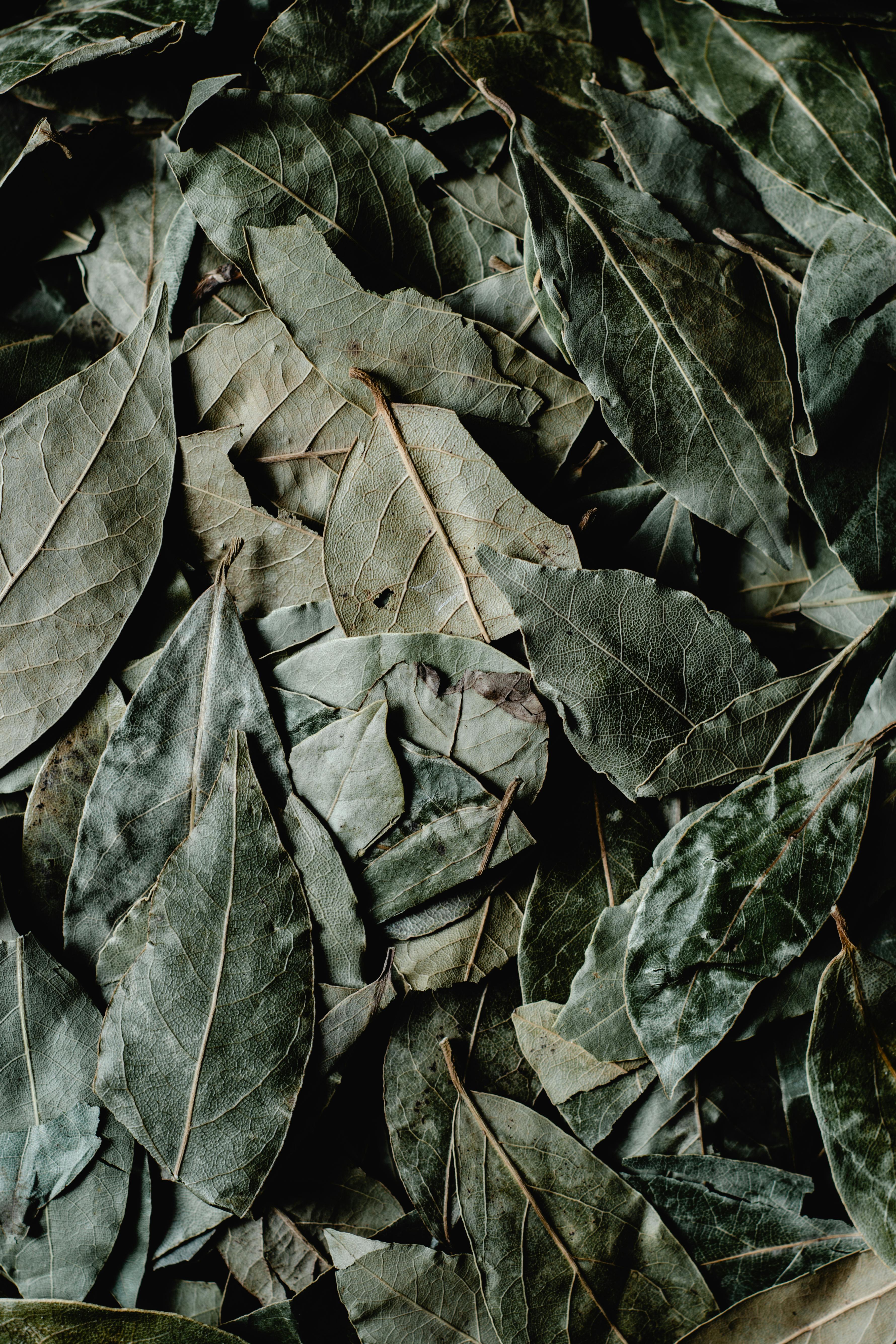 An Abundance of Dried Bay Leaves · Free Stock Photo
