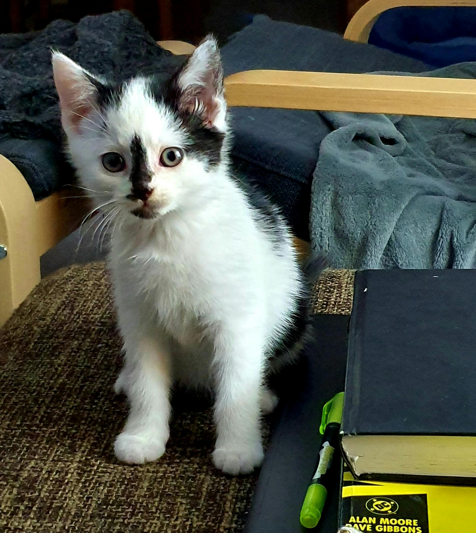 Pixie and Trixie 4 Photos & Videos Collected by Charlie Bird