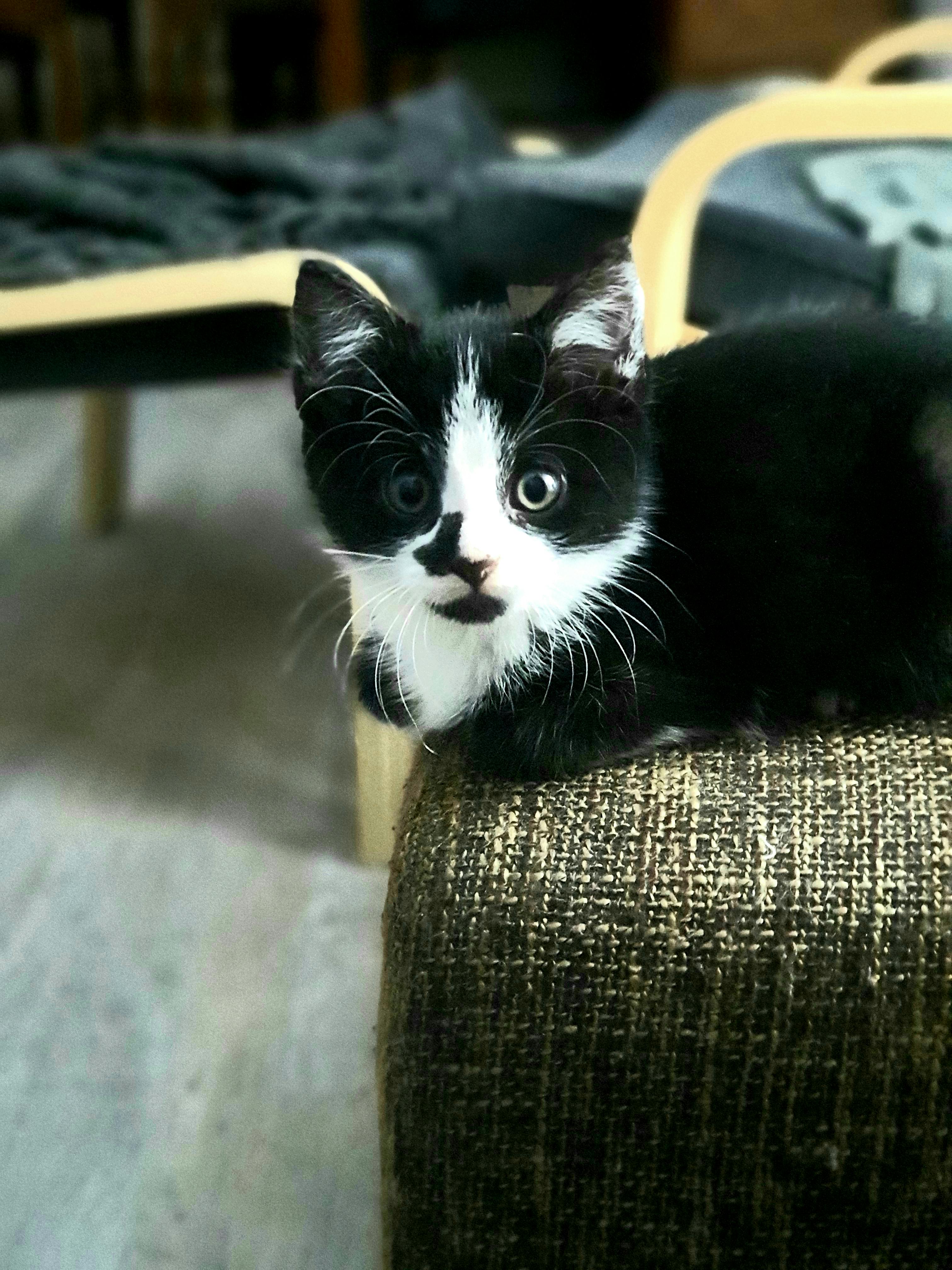 Pixie and Trixie 4 Photos & Videos Collected by Charlie Bird