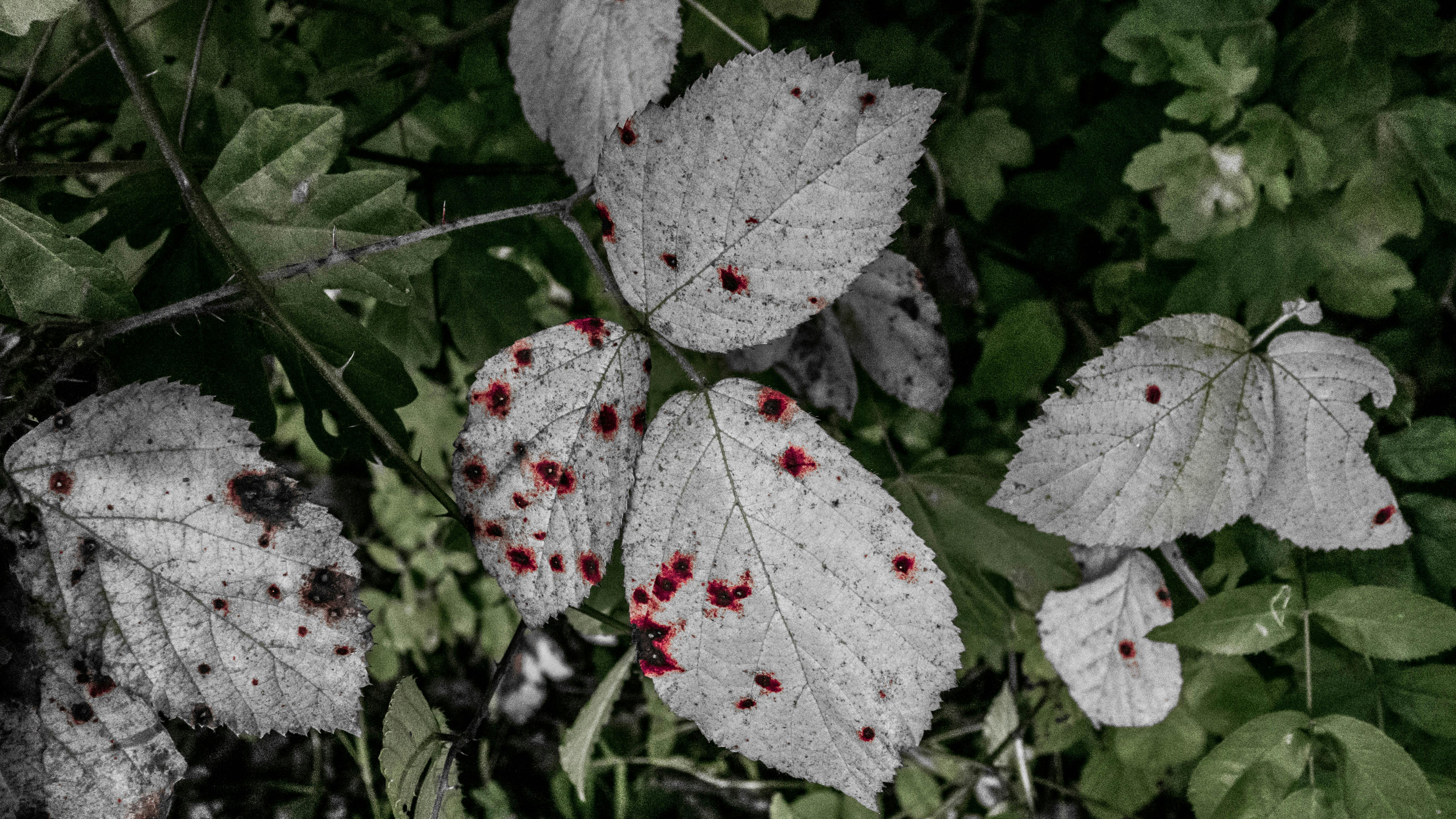 Free stock photo of desaturation, green, red